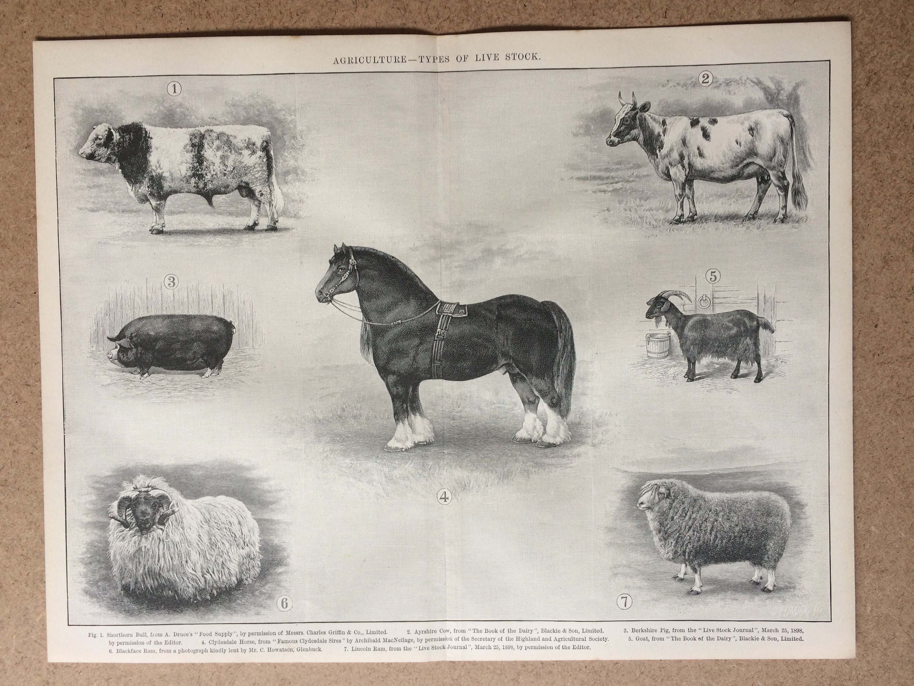 1900 Agriculture - Types of Livestock Original Antique Print - 10 x 12 ...