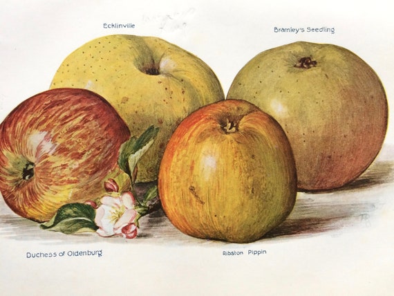 1924 Apple Varieties Original Vintage Fruit Print Country | Etsy
