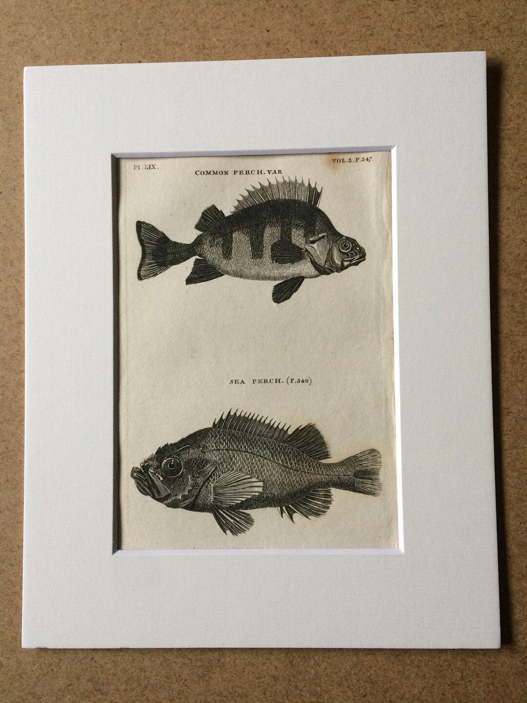 1812 Common Perch and Sea Perch Original Antique Engraving Available ...