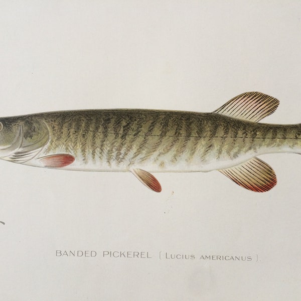 Pickerel - Etsy