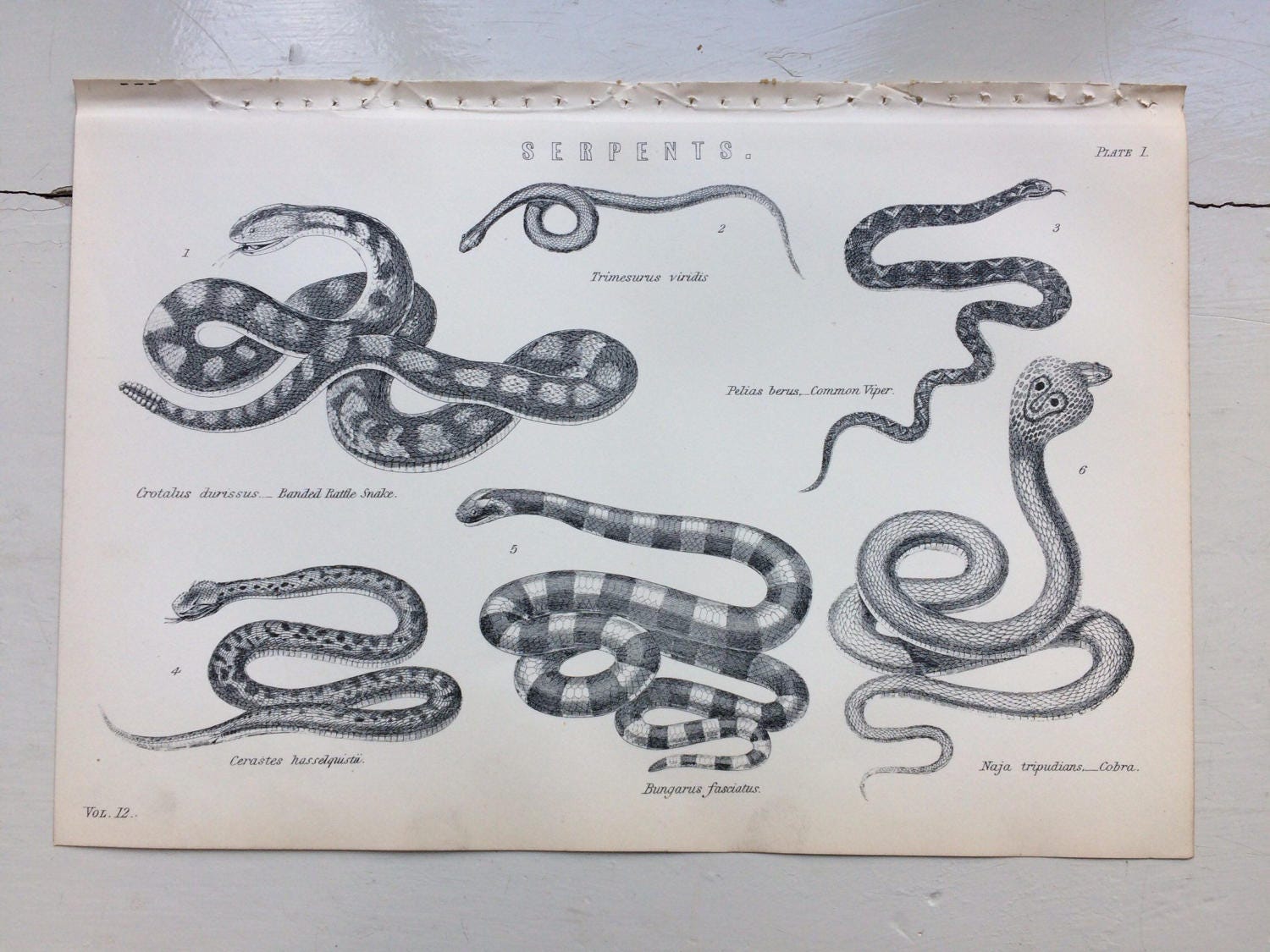 1880 SERPENTS, SNAKES Original Antique print - Encyclopaedia ...