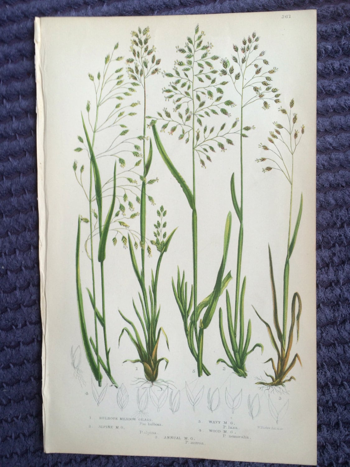 1858 GRASS original antique lithograph - grasses and sedges - Botanical ...