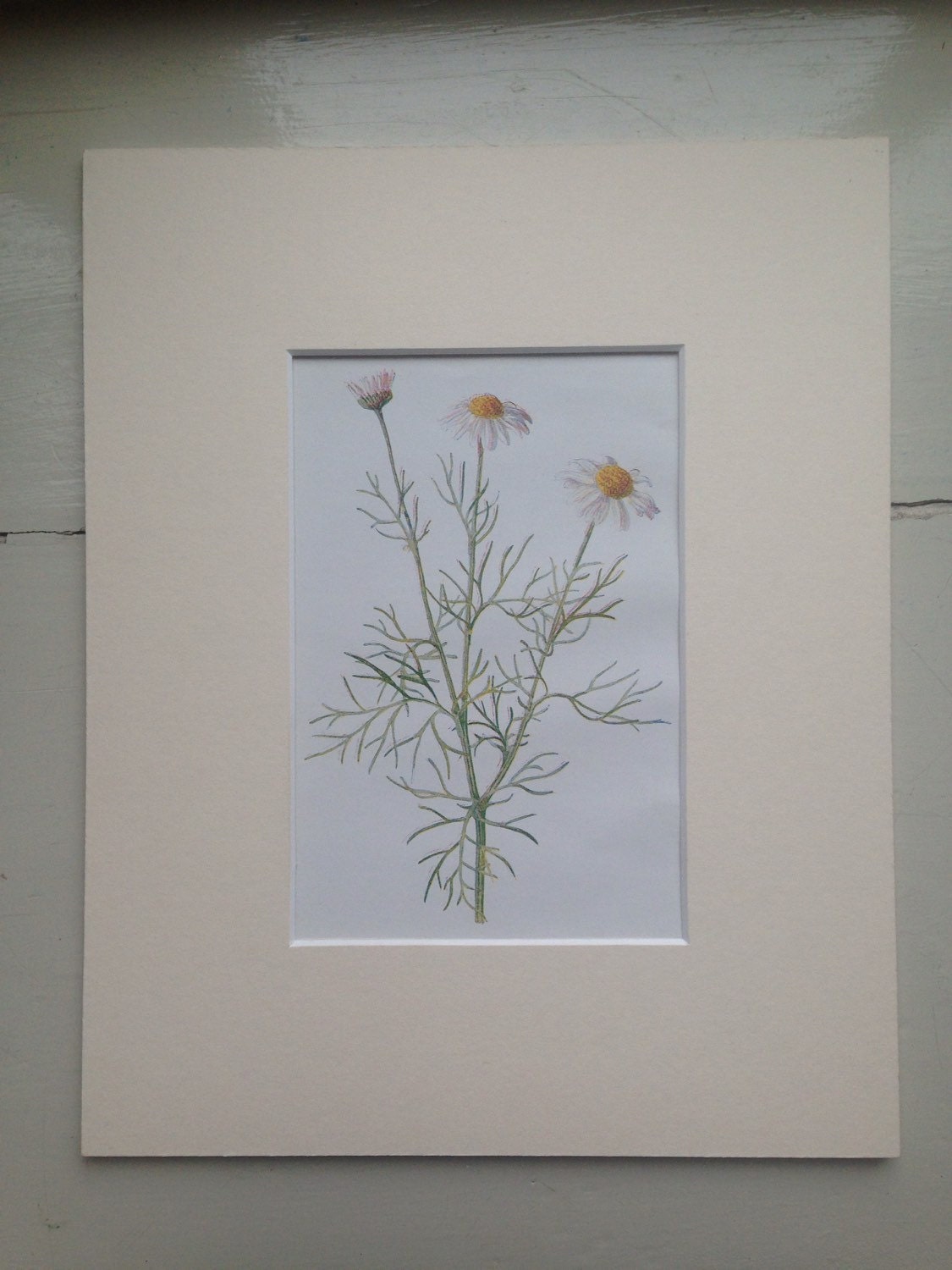 1878 SCENTLESS MAYWEED flower print, colour, original, vintage - Matted ...