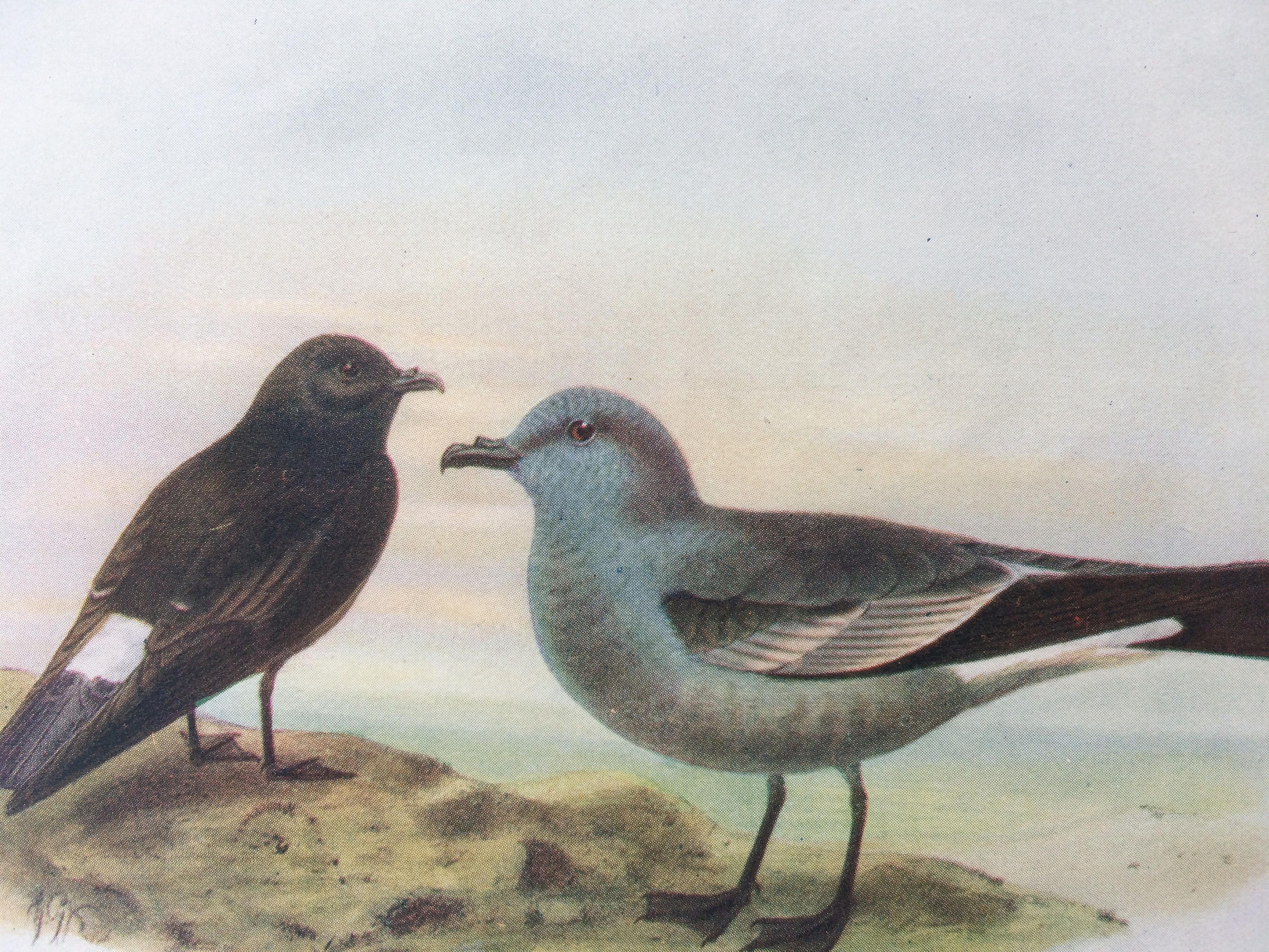 1907 Storm Petrel & Leach's Petrel Original Antique Lithograph ...
