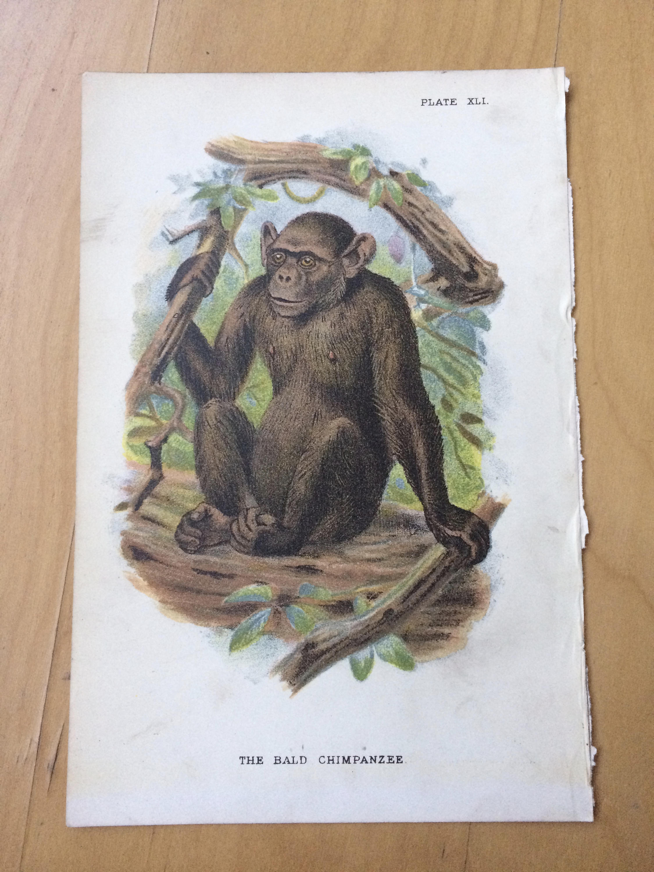 1896 Bald Chimpanzee Original Antique Chromolithograph | Etsy