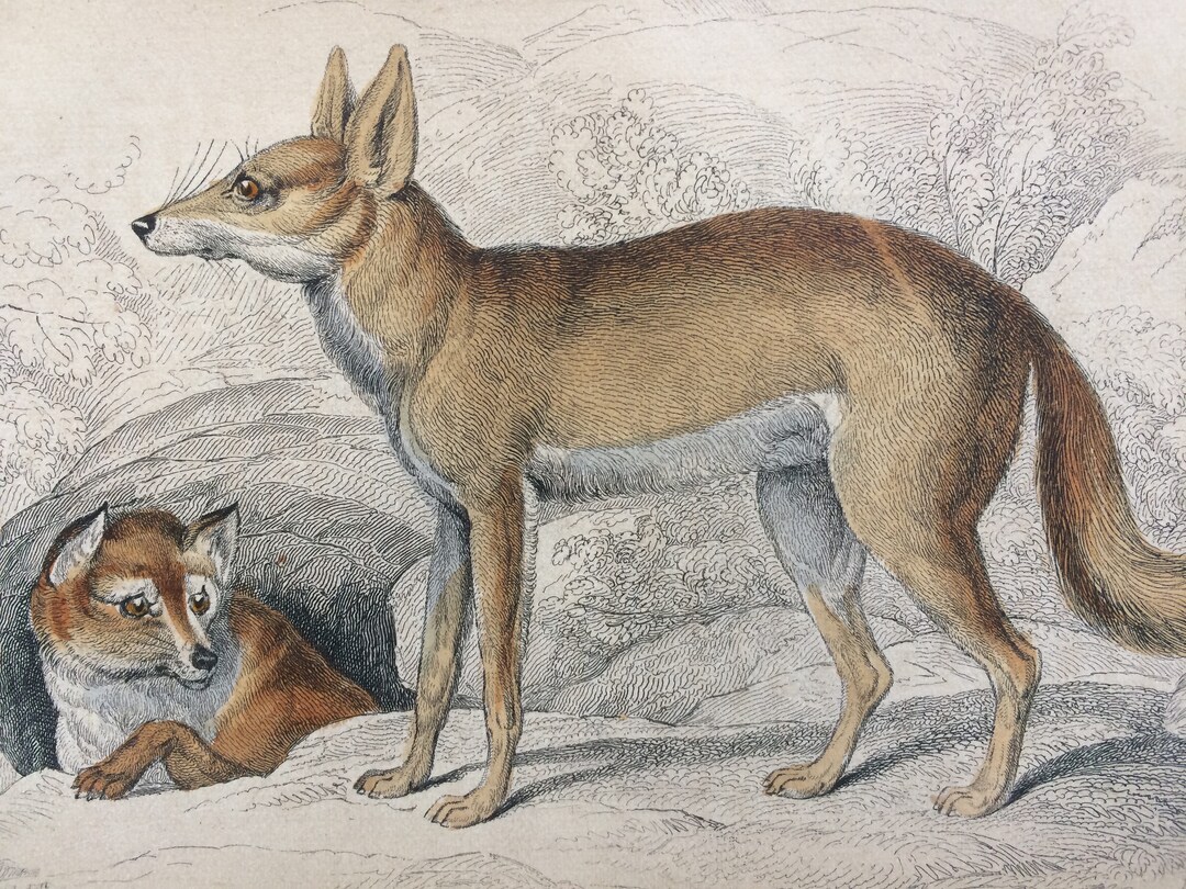 1860 the Syrian Fox and the Egyptian Fox Original Antique - Etsy