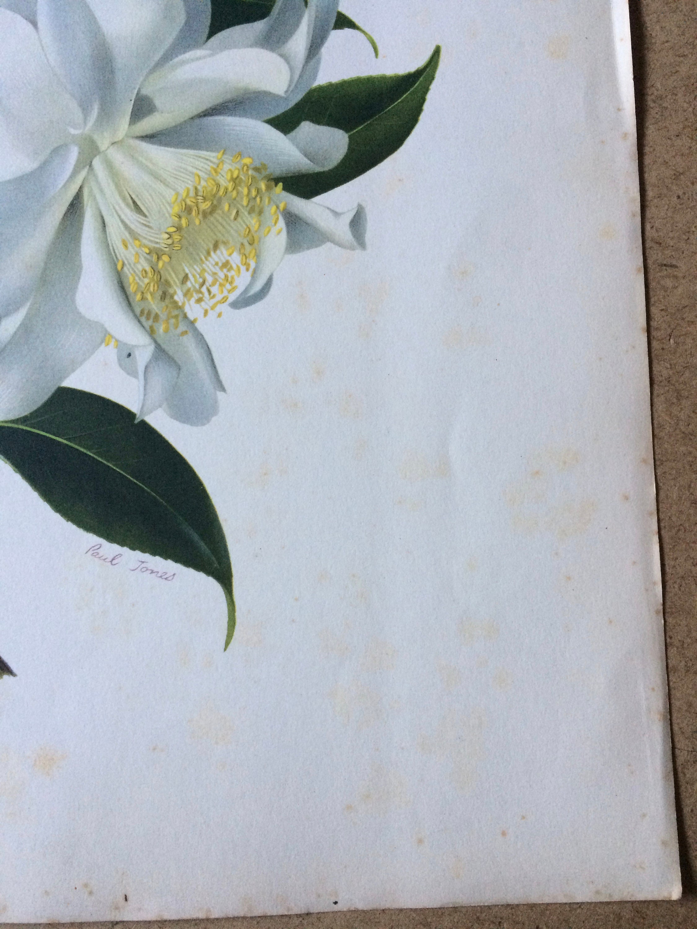 1956 Camellia Japonica 'Yuki-Botan' original vintage print - Paul Jones ...