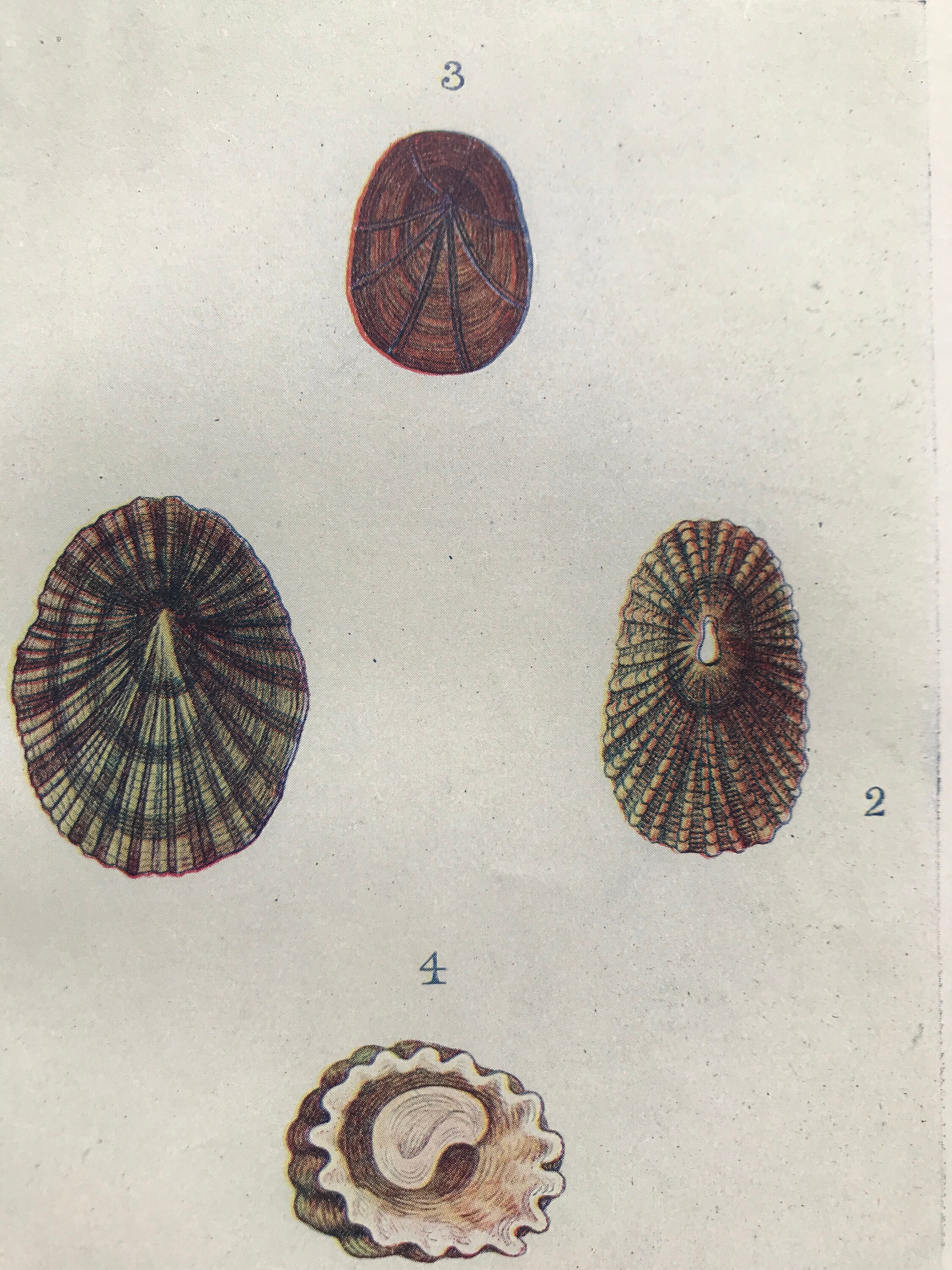 1920 Limpet, Smooth Limpet, Keyhole Limpet Original Antique Print ...