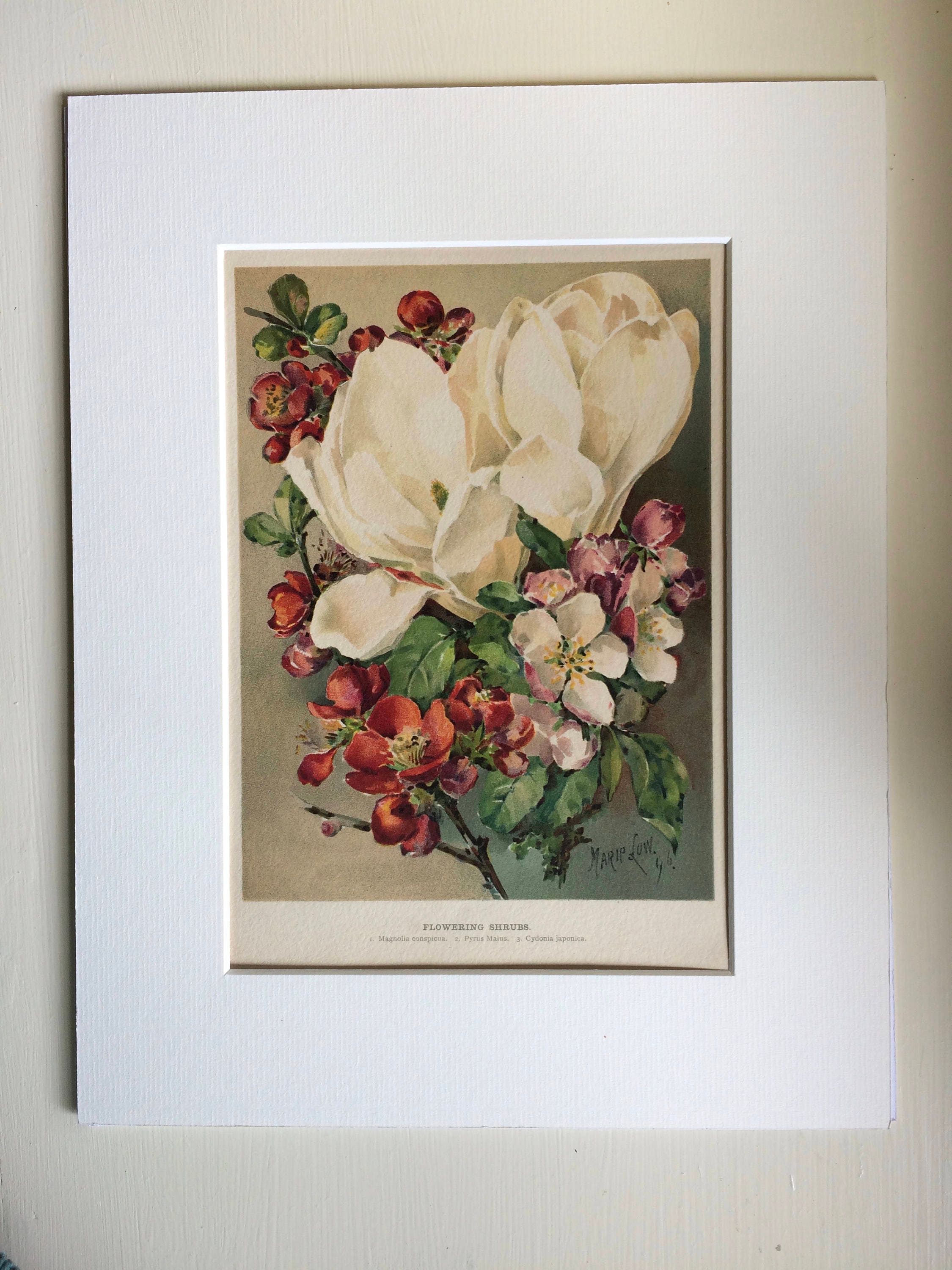 1898 Beautiful Large Antique Flower Print - Flowering Shrubs - matted ...