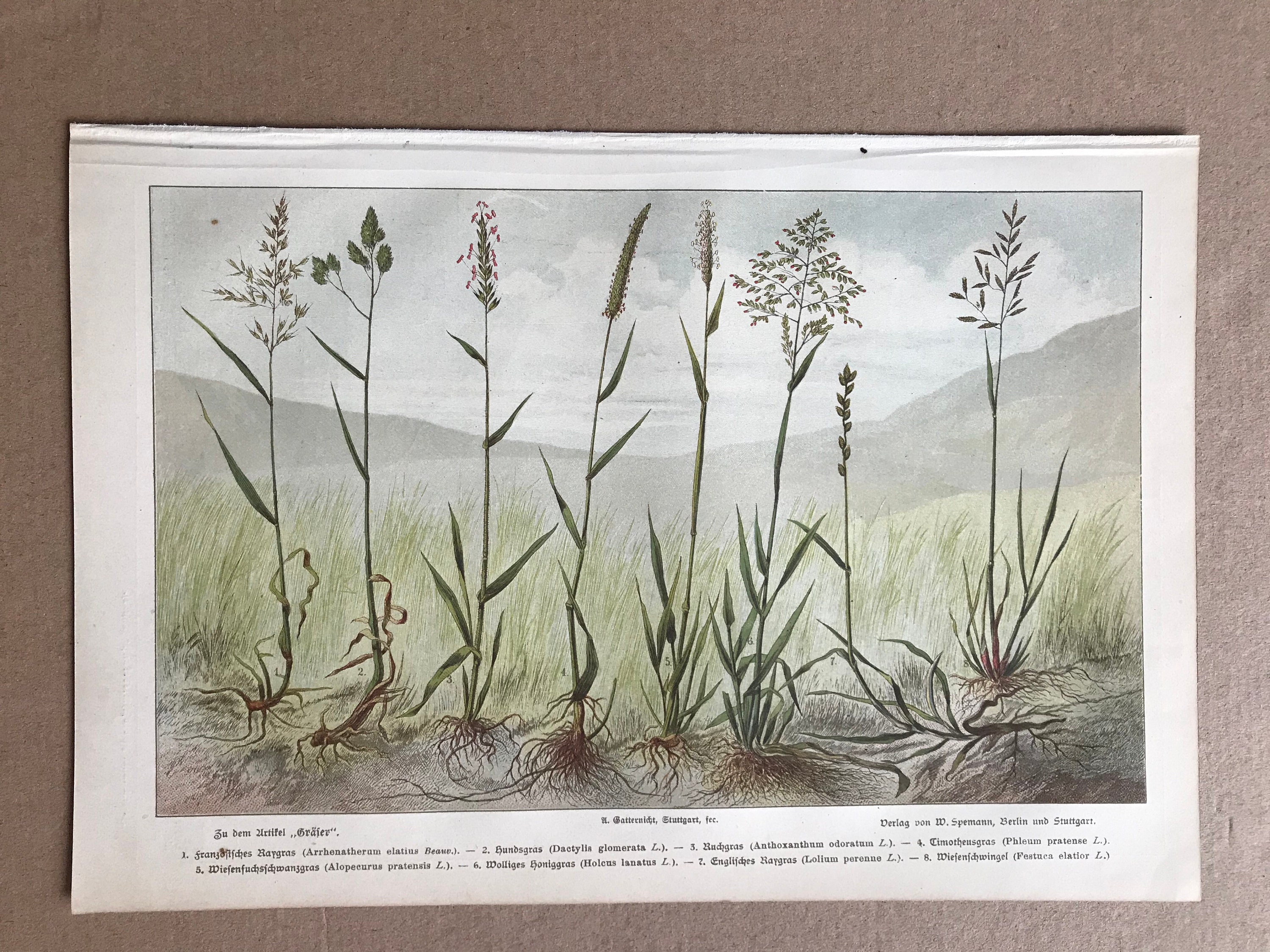 1888 Grass Types Original Antique Print - Botany - Botanical Art ...
