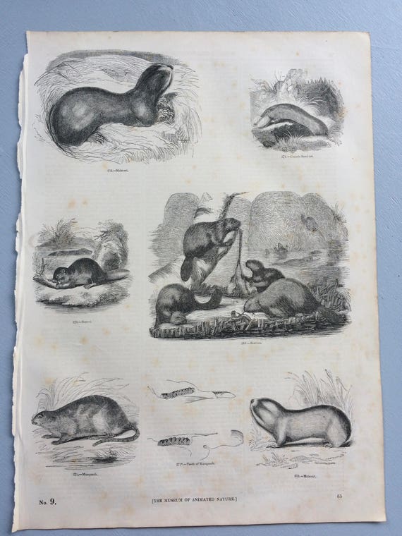 Mole-Rat Muskrat Canada Sand-Rat Teeth 1856 Large Original Antique ...
