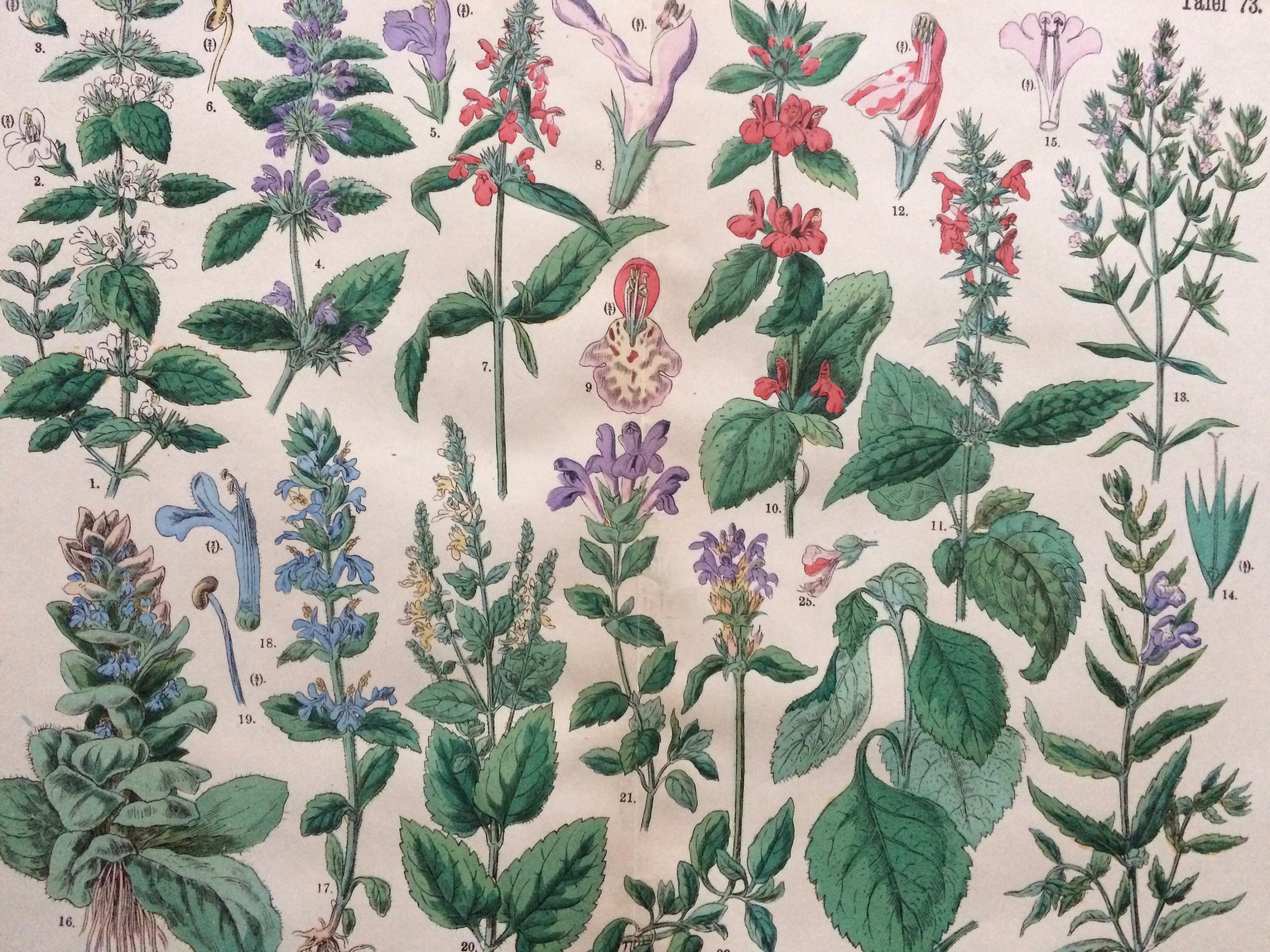 1890 Large Original Antique Botanical Lithograph - Botanical Print ...