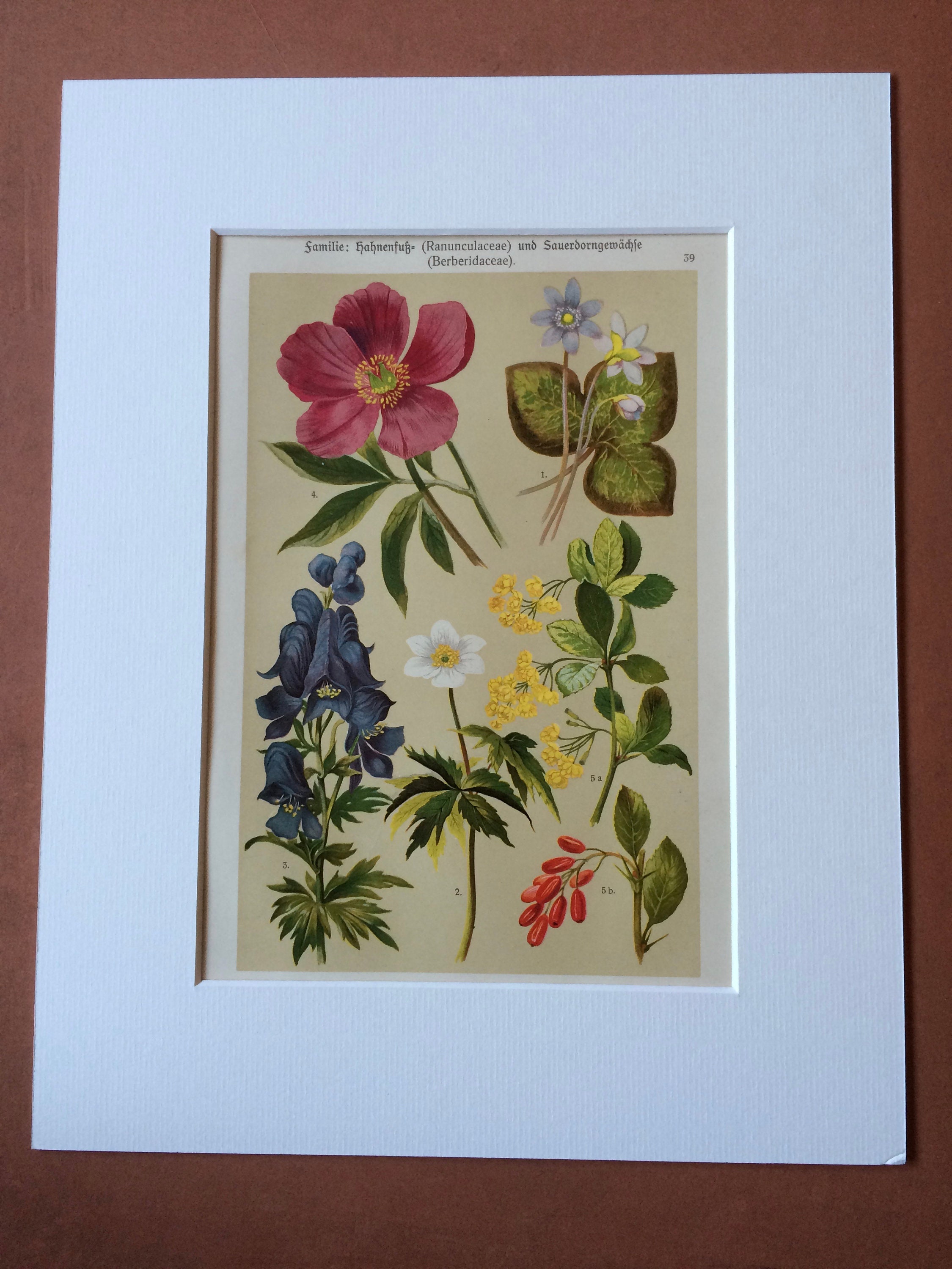 1911 Original Antique Botanical Lithograph - Mounted and Matted ...