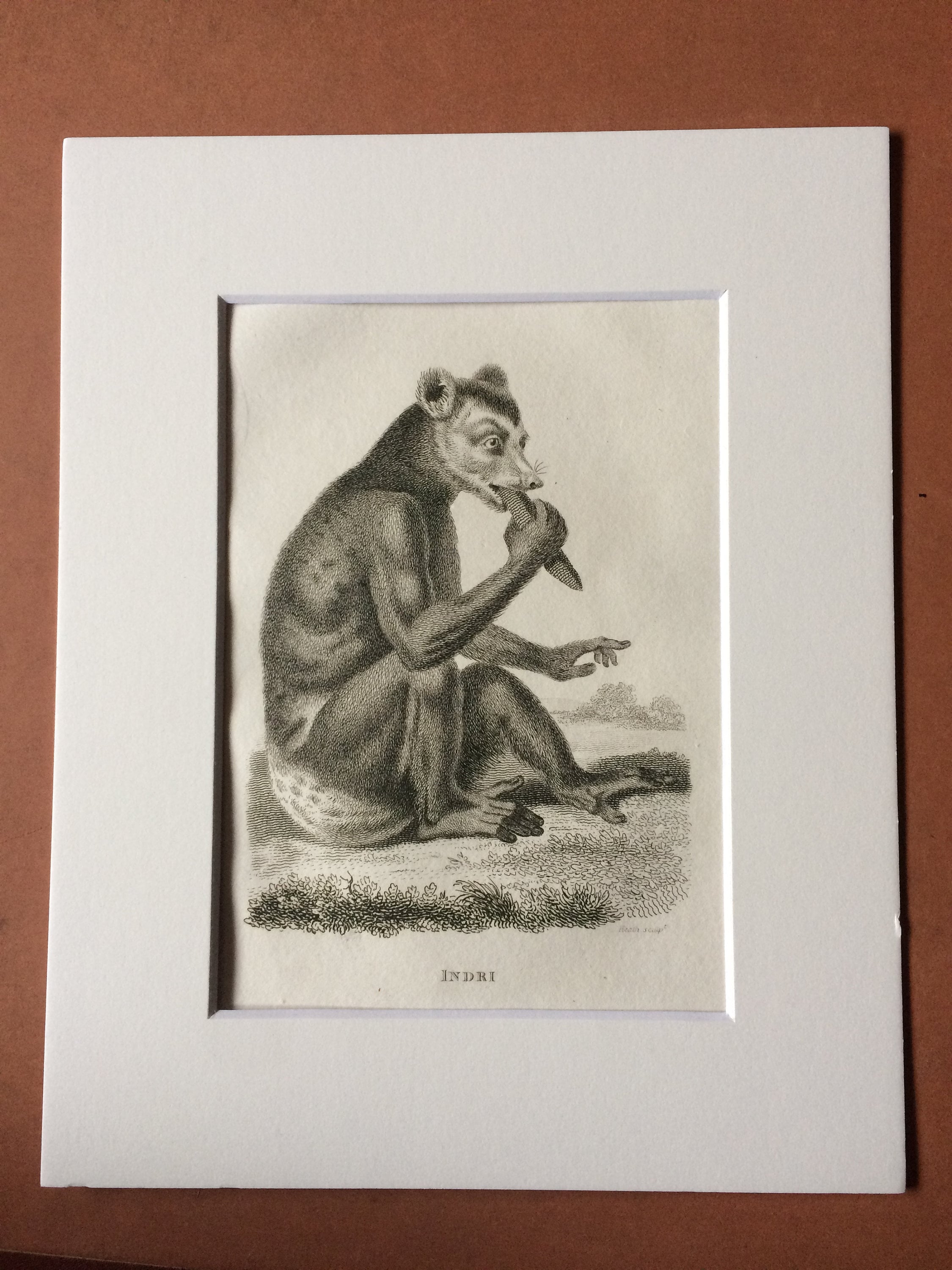 1800 Indri Original Antique Engraving - Zoology - Natural History ...