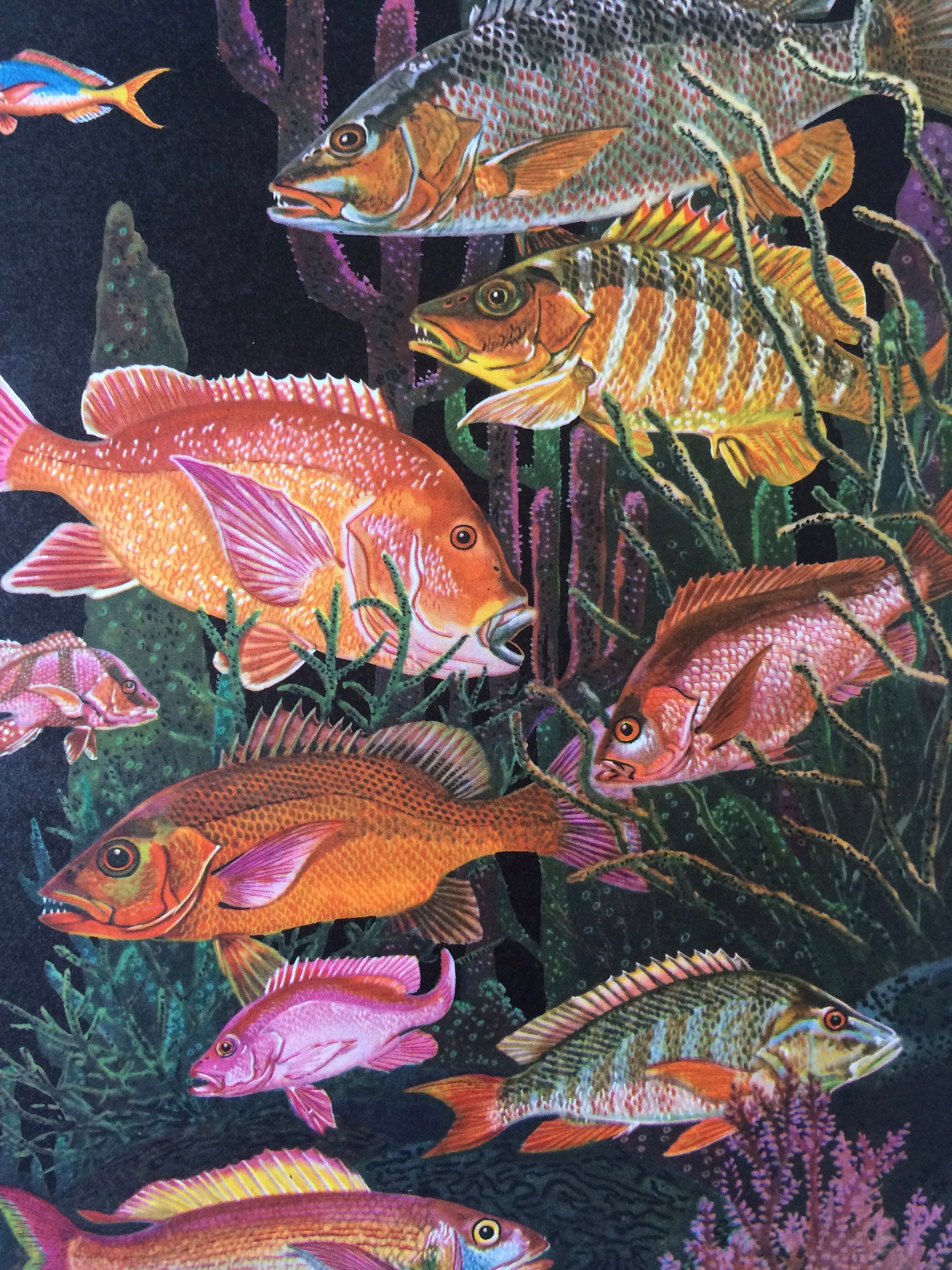 1968 Original Vintage Print - Mounted and Matted - Tropical Fish ...