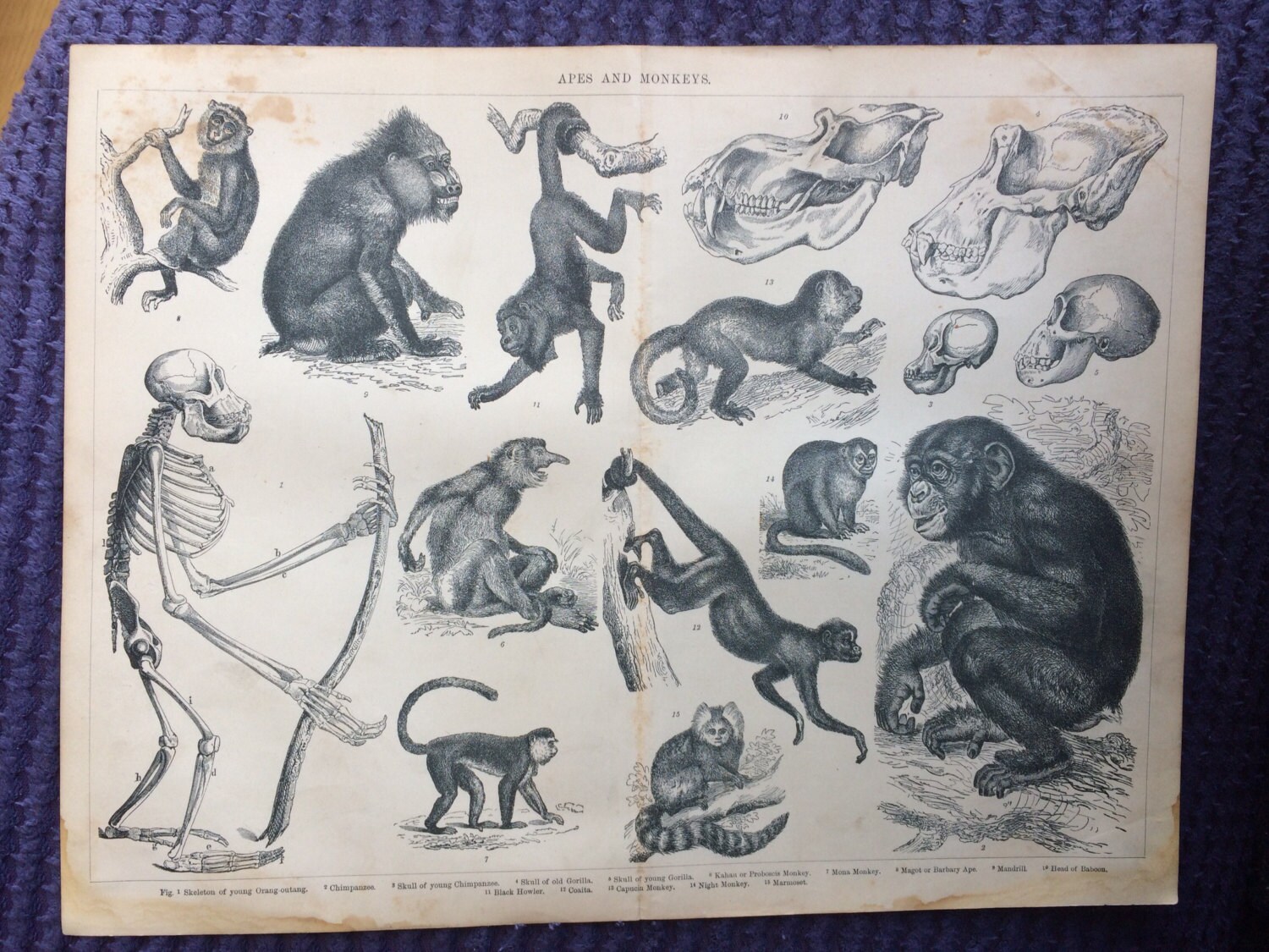 1904 APES & MONKEYS original antique print - 9.75 x 13 inches