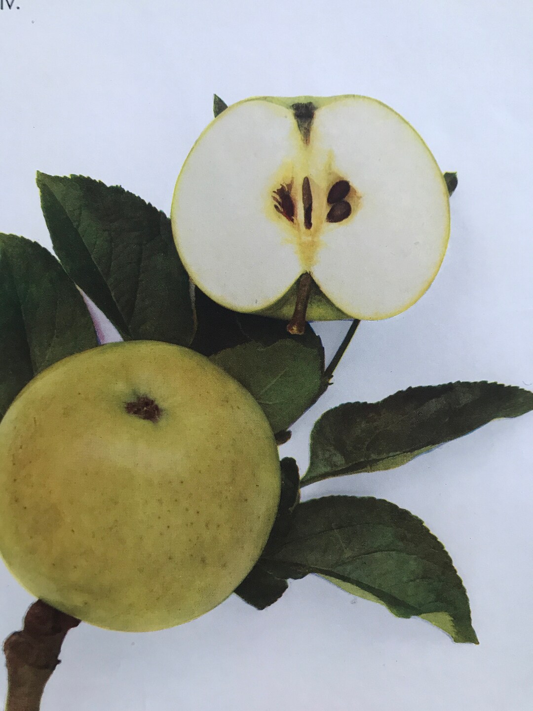 1948 'golden Noble' Apple Original Vintage Fruit Print Country Kitchen ...
