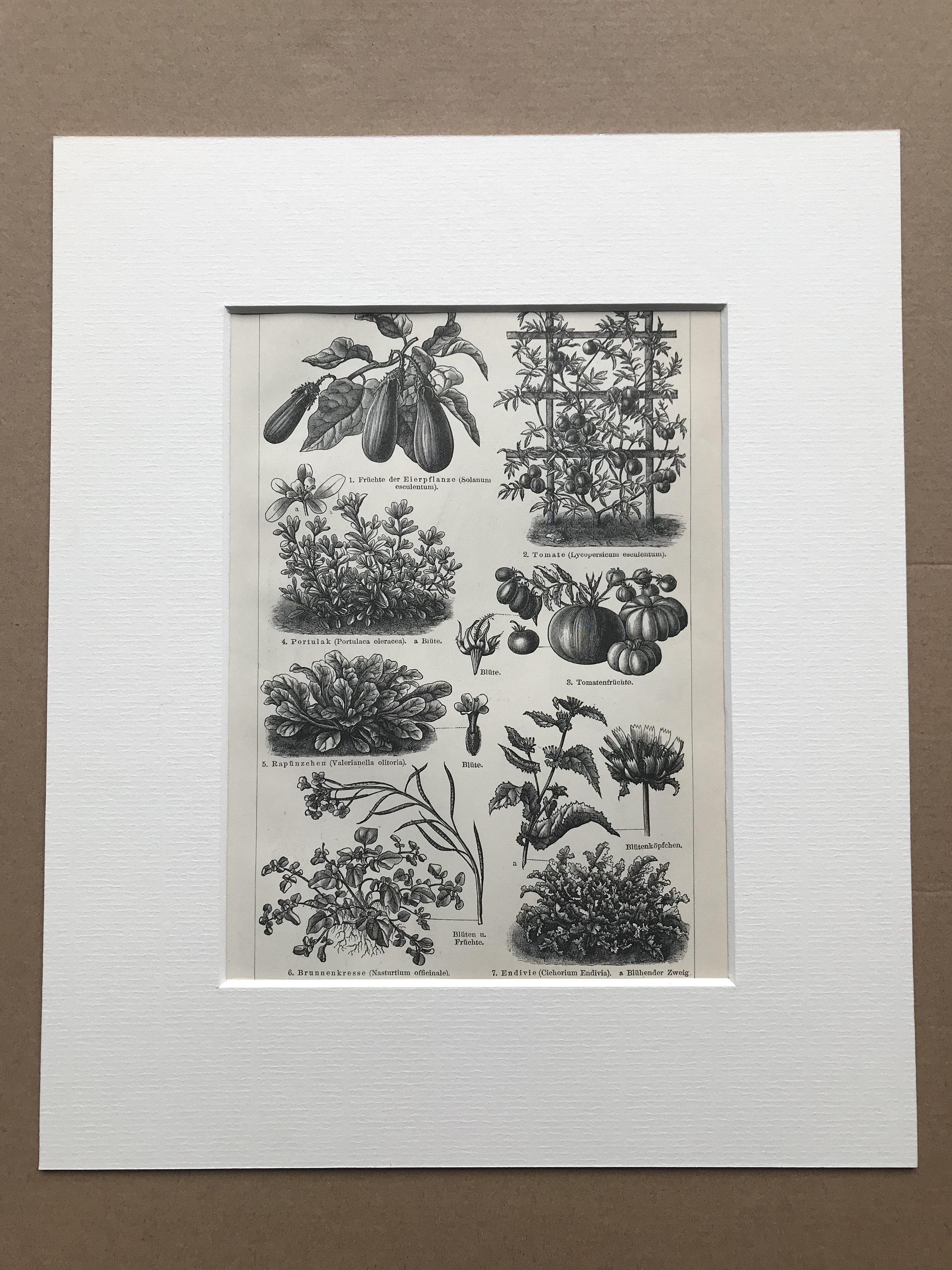 1896 Vegetables Original Antique Lithograph - Mounted and Matted ...