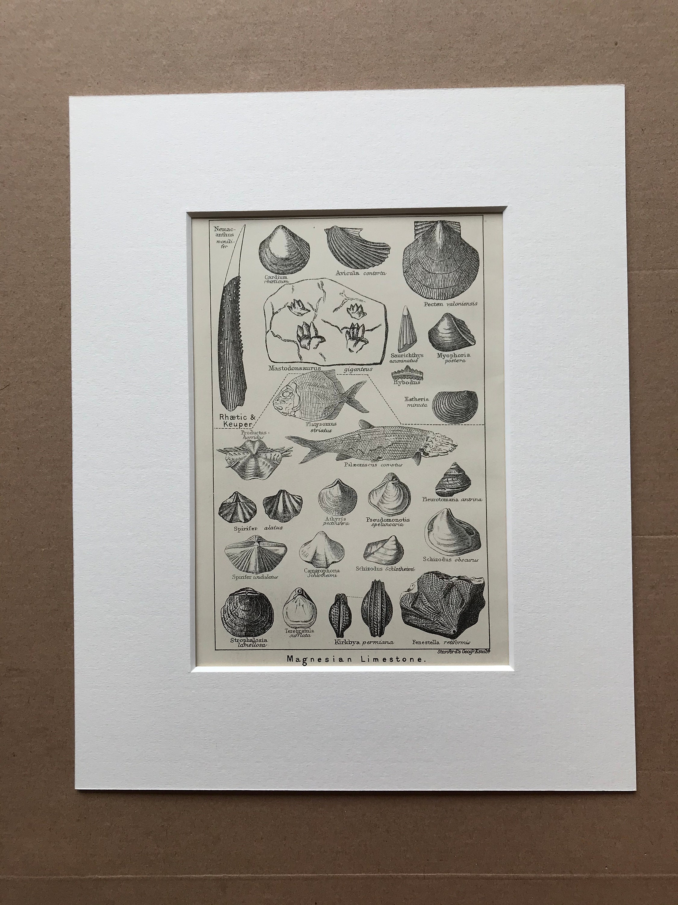 1913 Triassic & Permian Fossils - Magnesian Limestone Original Antique ...