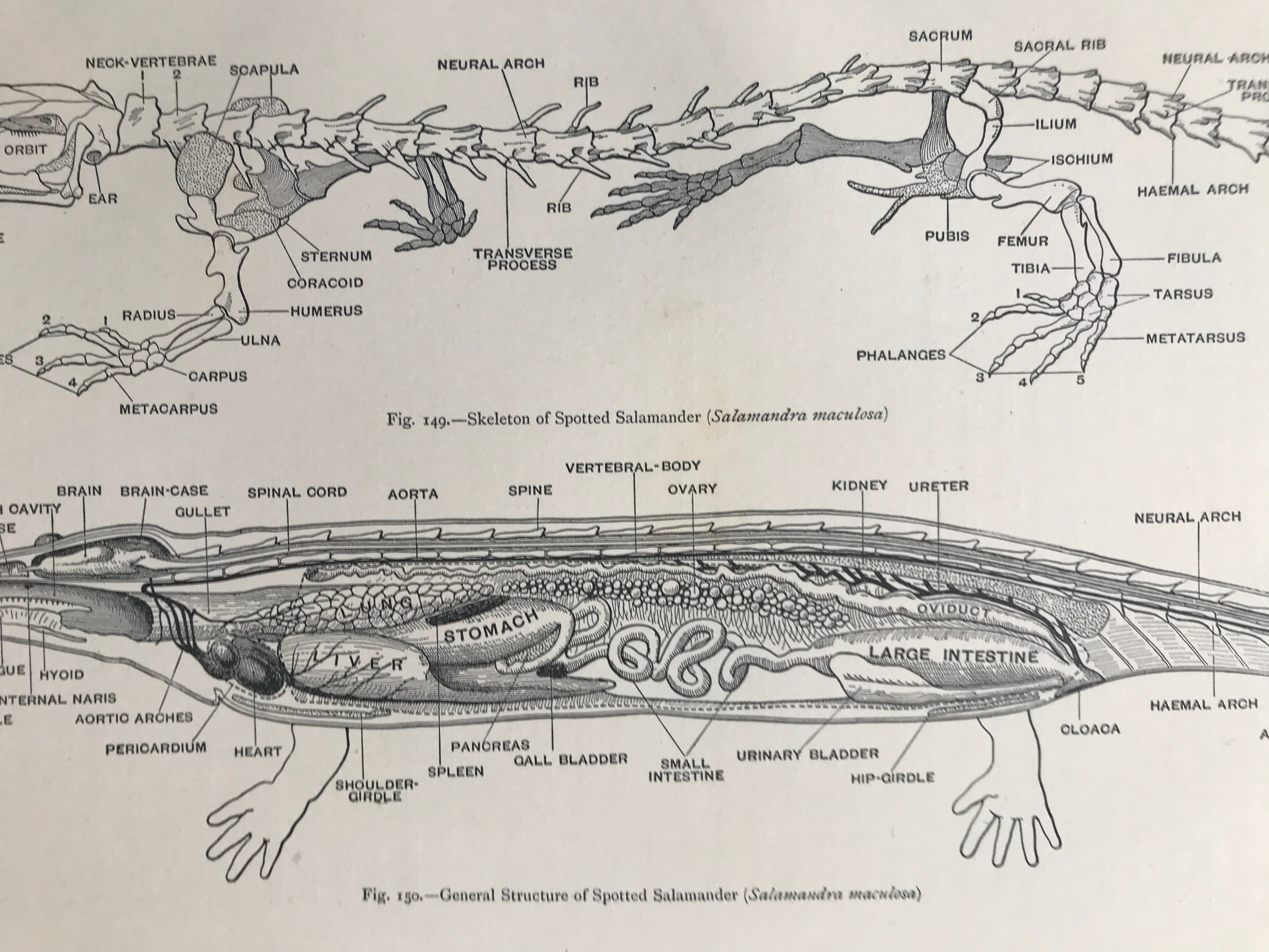 Salamander Diagram