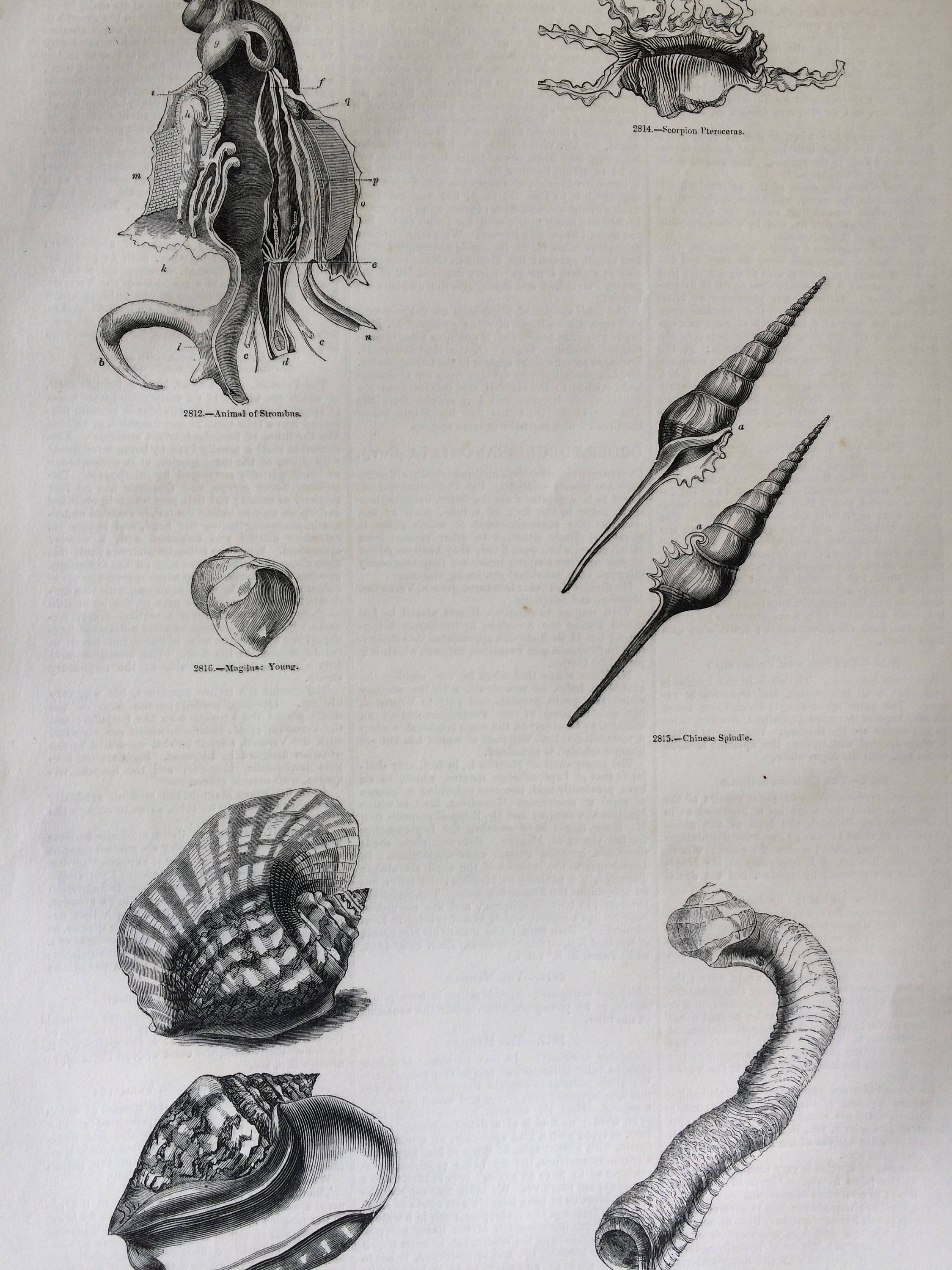 Art & Collectibles Marine Decor Home Decor 1856 Large Original Antique ...