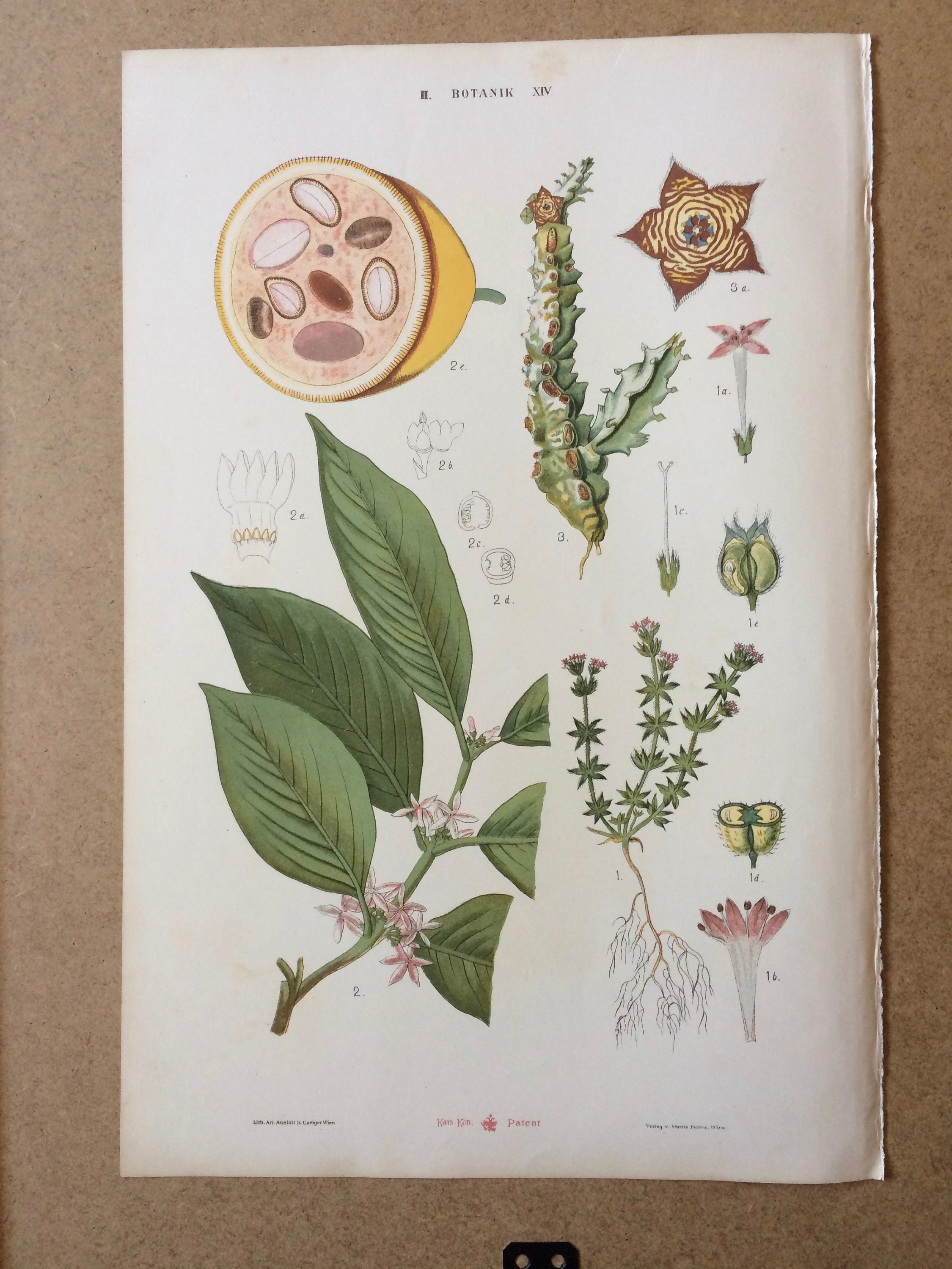 1885 Large Original Antique Lithograph - Botanical Art - Botany ...