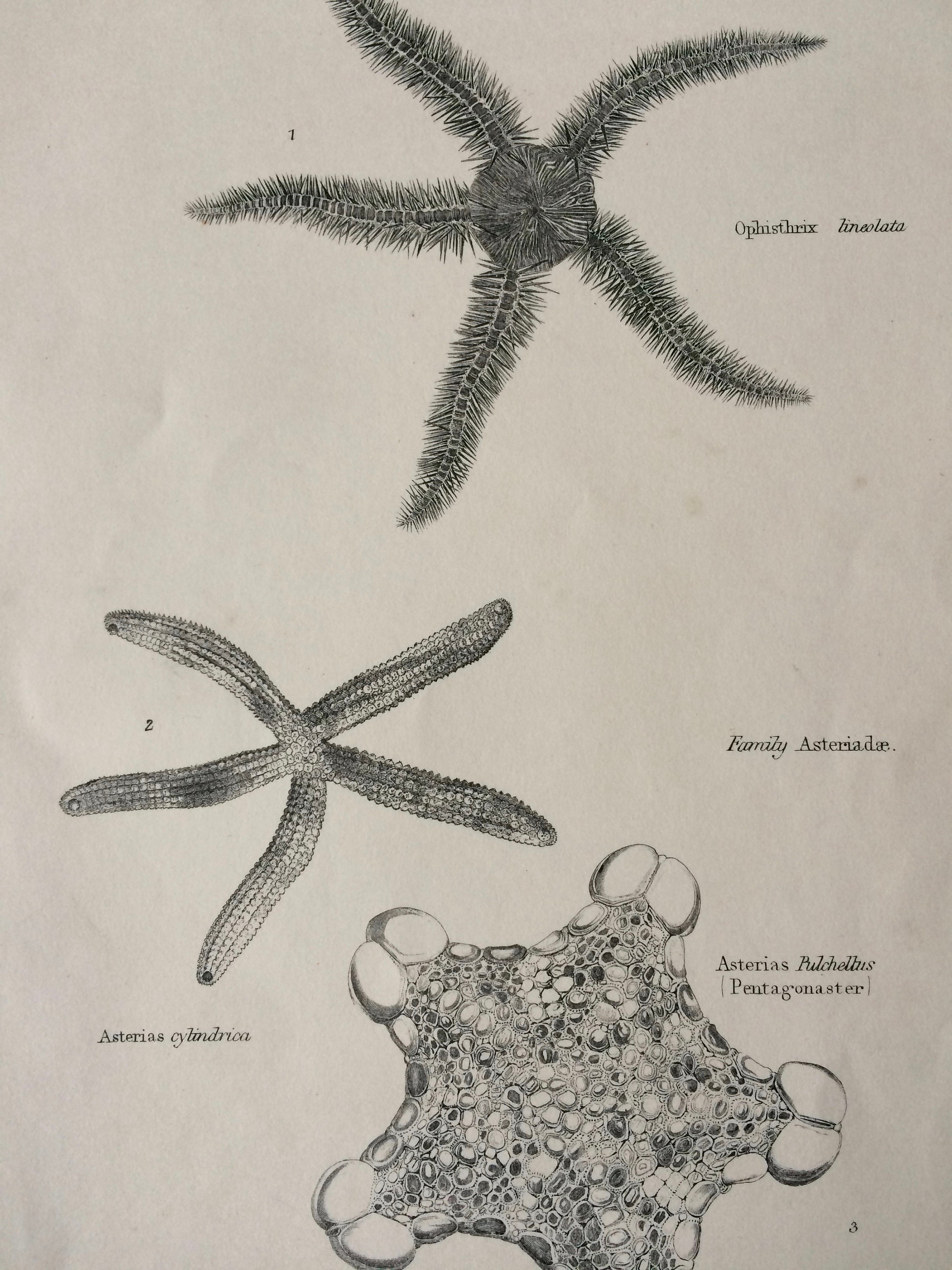 Echinodermata Species