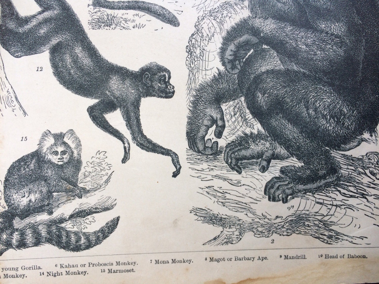 1904 APES & MONKEYS original antique print - 9.75 x 13 inches