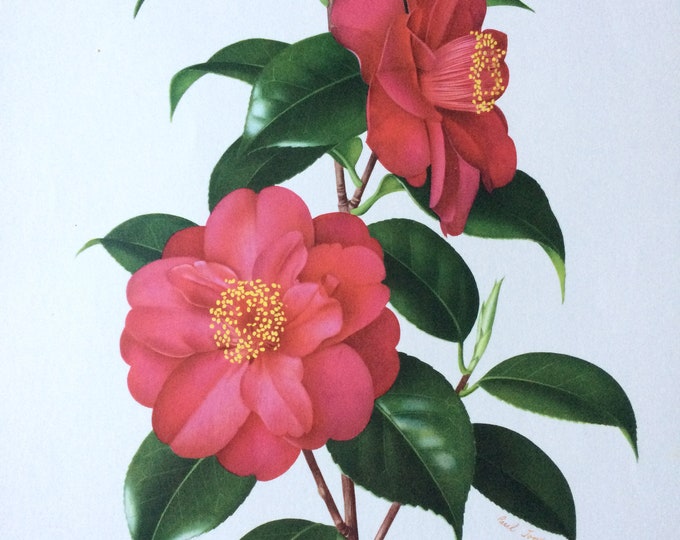 1956 Camellia Japonica 'alexander Hunter' Original Vintage Print Paul ...