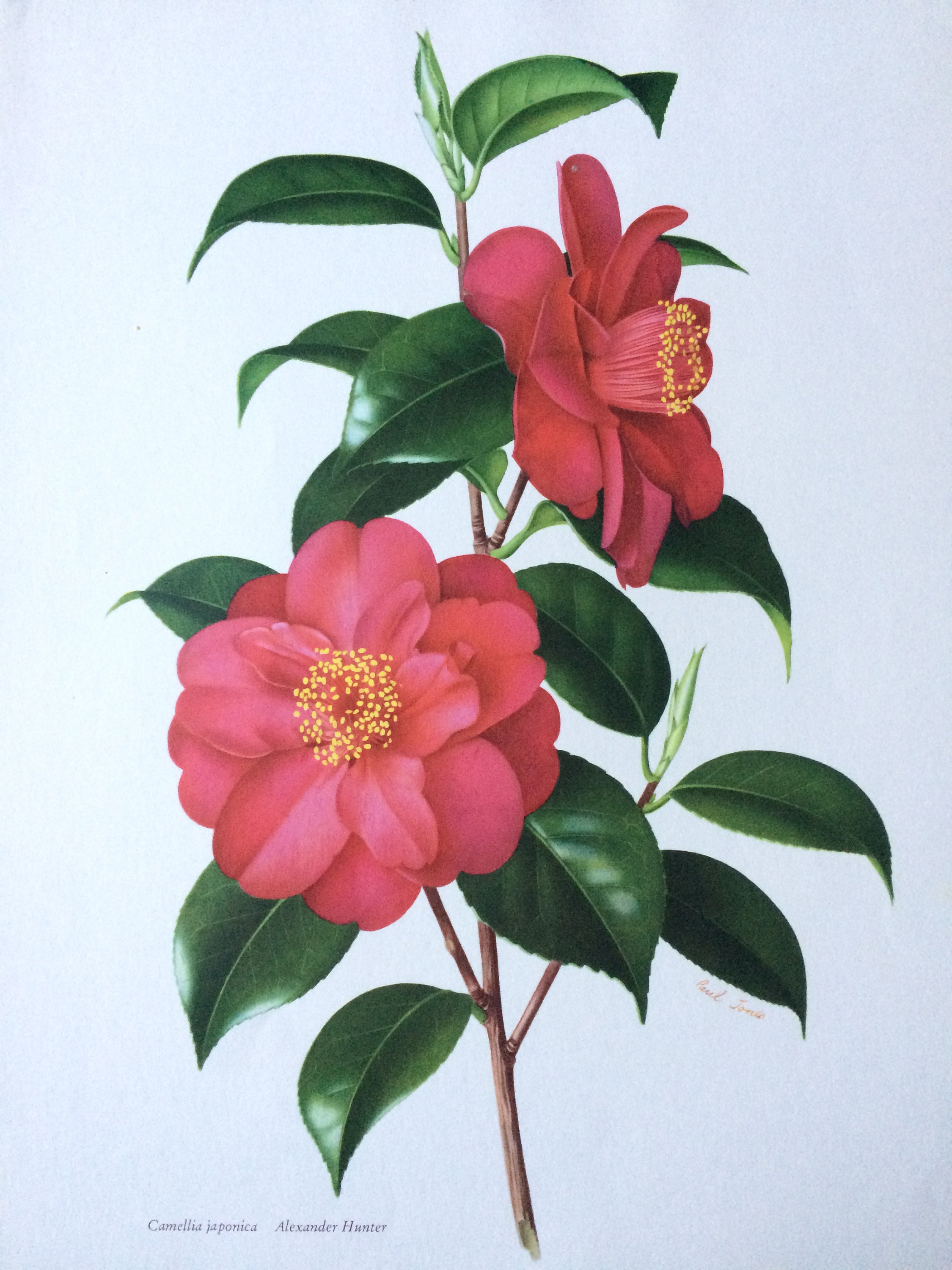 1956 Camellia Japonica 'Alexander Hunter' original vintage print - Paul ...
