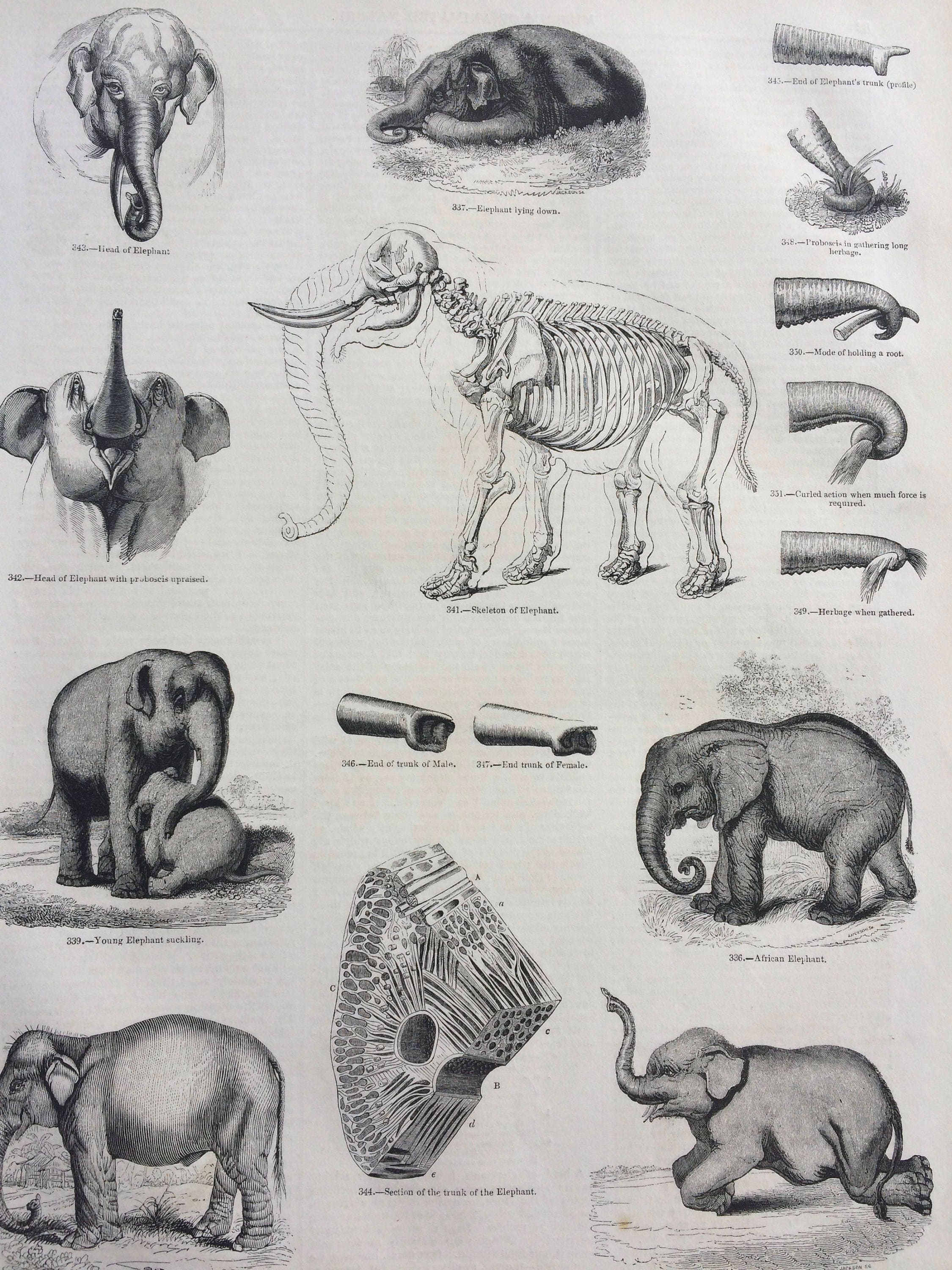 1856 Large Original Antique Engraving - Elephants: Kneeling, Calf Trunk ...