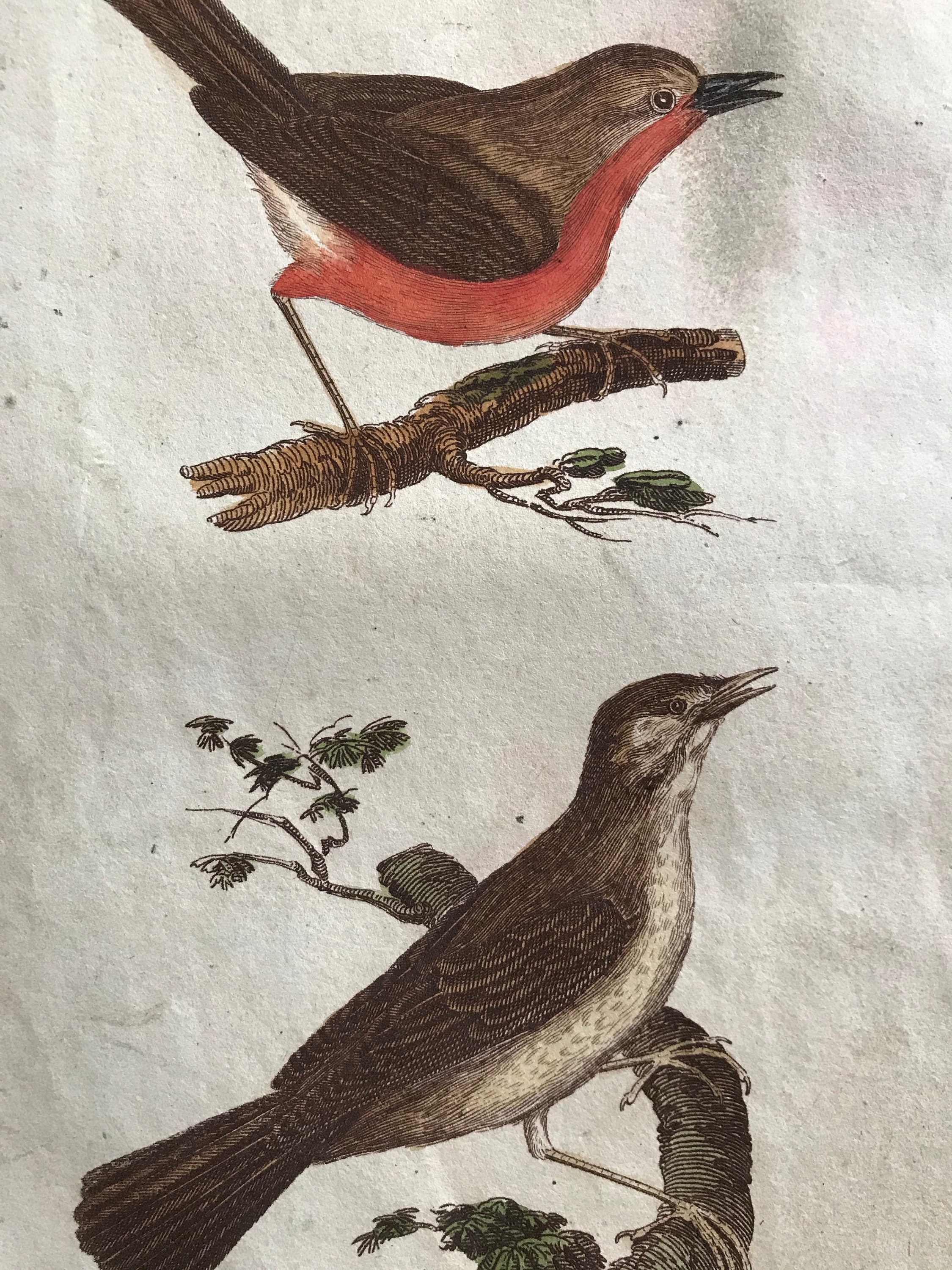 1815 Robin & Nightingale Original Antique Hand-Coloured Engraving ...