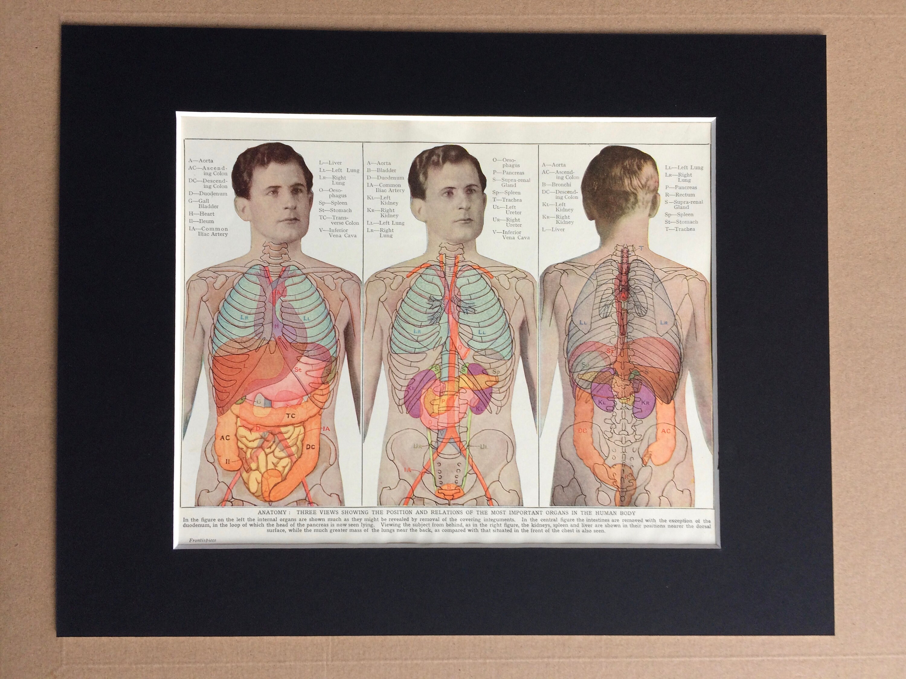 1932 Anatomy - Important Organs of the Human Body Original Vintage ...