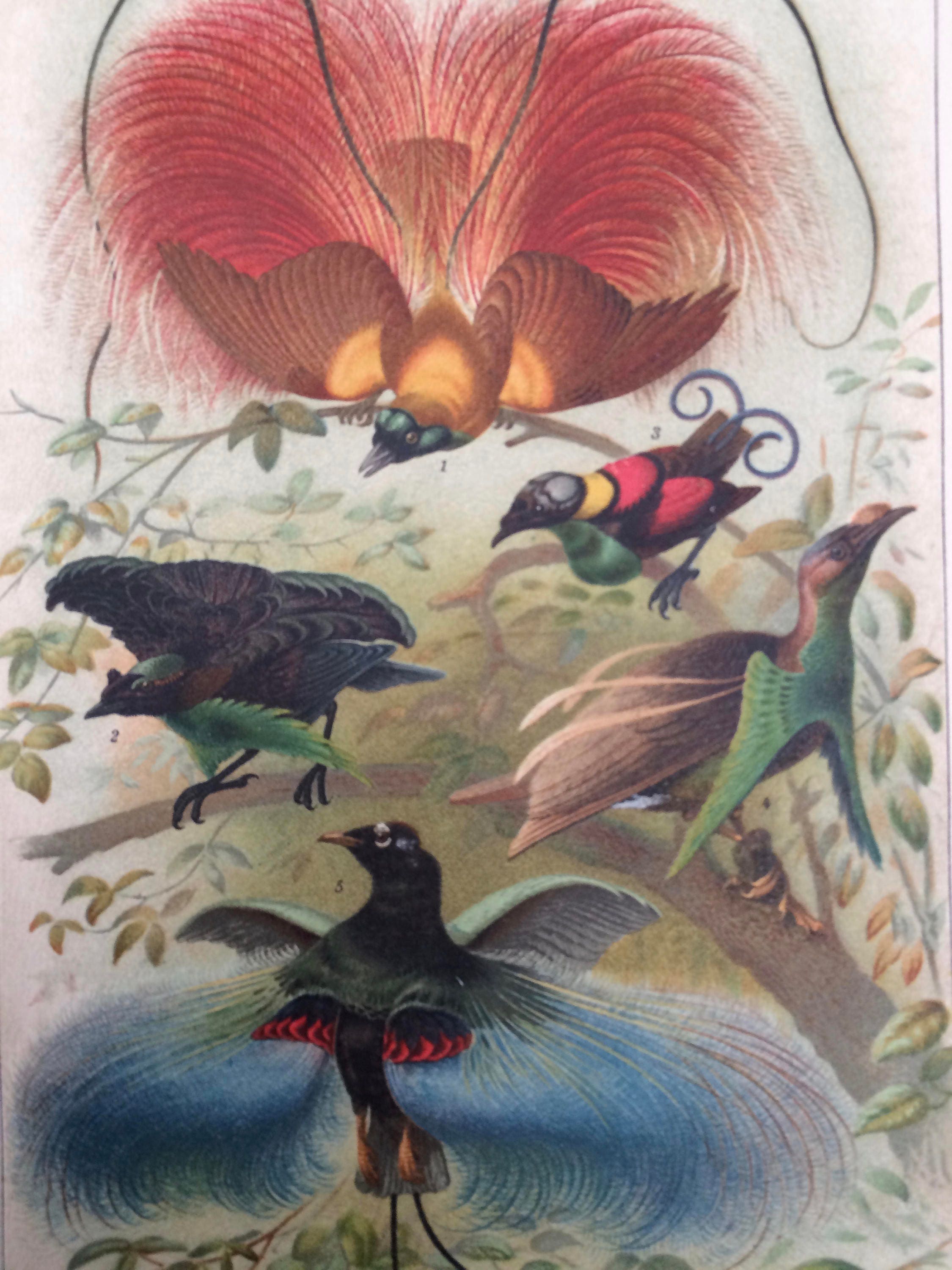 1904 Original Antique Lithograph - Birds of Paradise - Ornithology ...