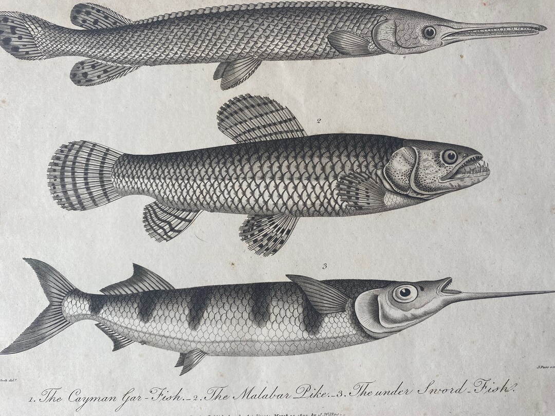 1810 Cayman Garfish, Malabar Pike, Swordfish Original Antique ...