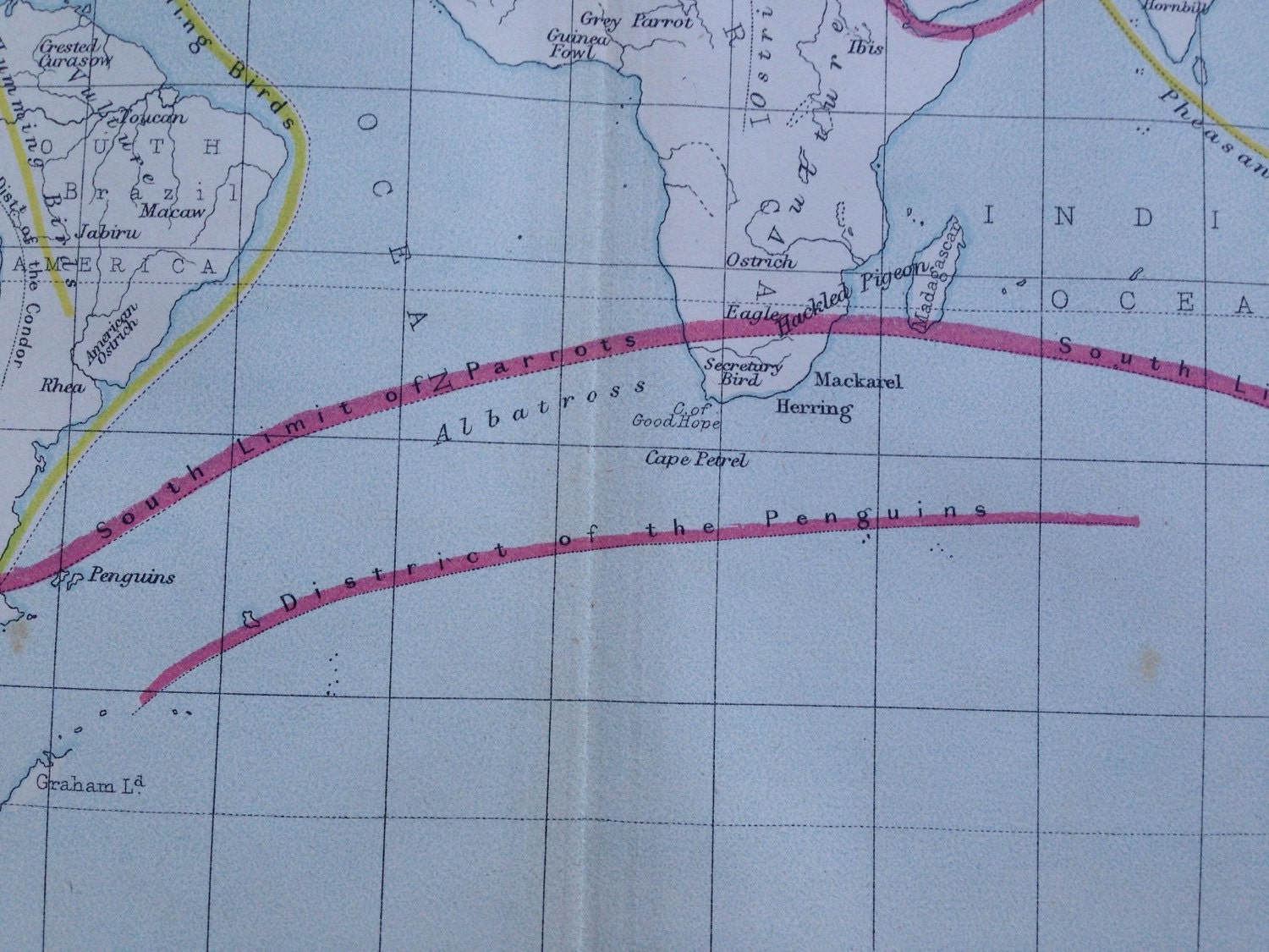 1871 Original Antique world map showing the distribution of birds and ...