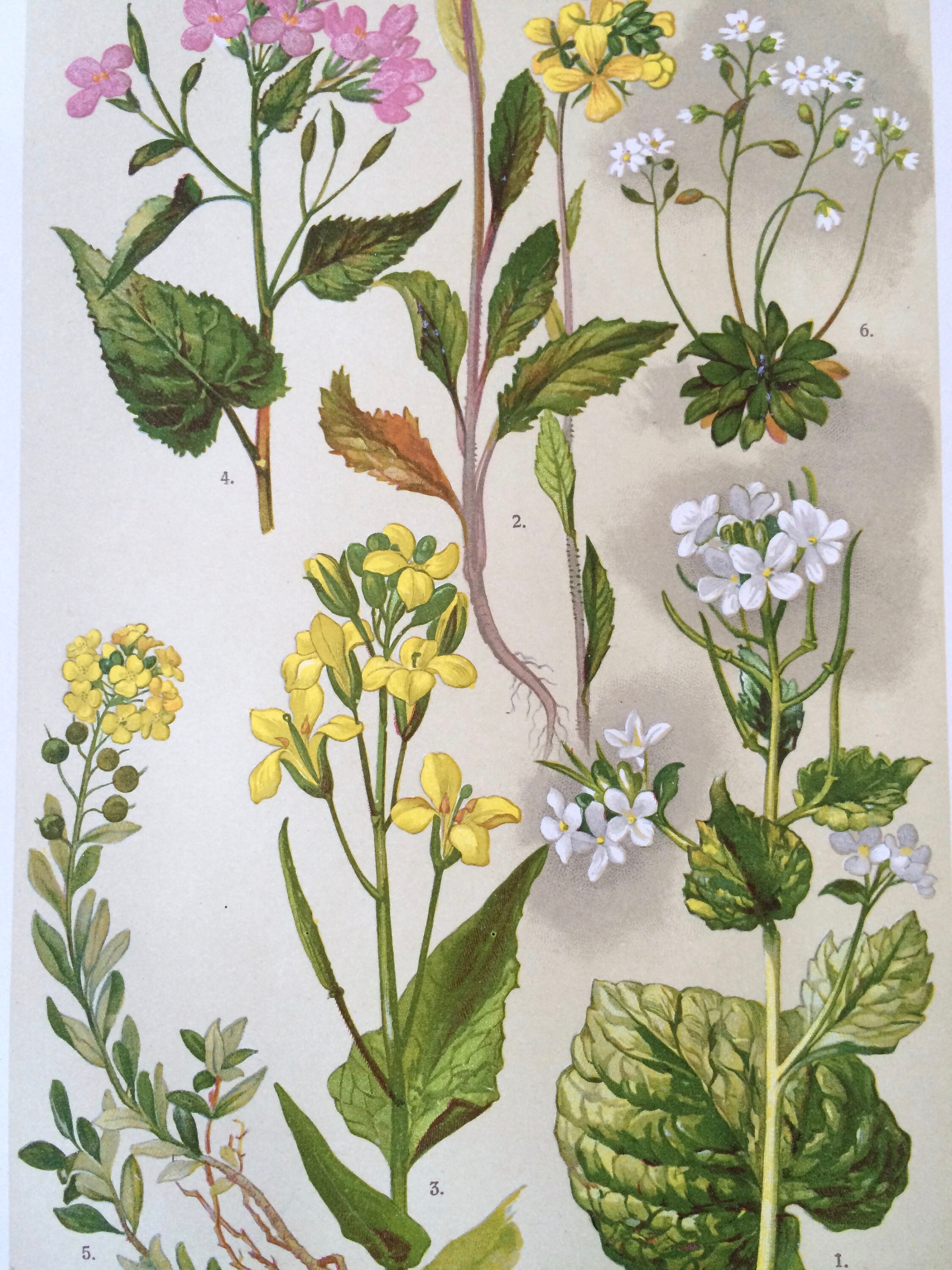 1911 Original Antique Botanical Lithograph - Mounted and Matted ...