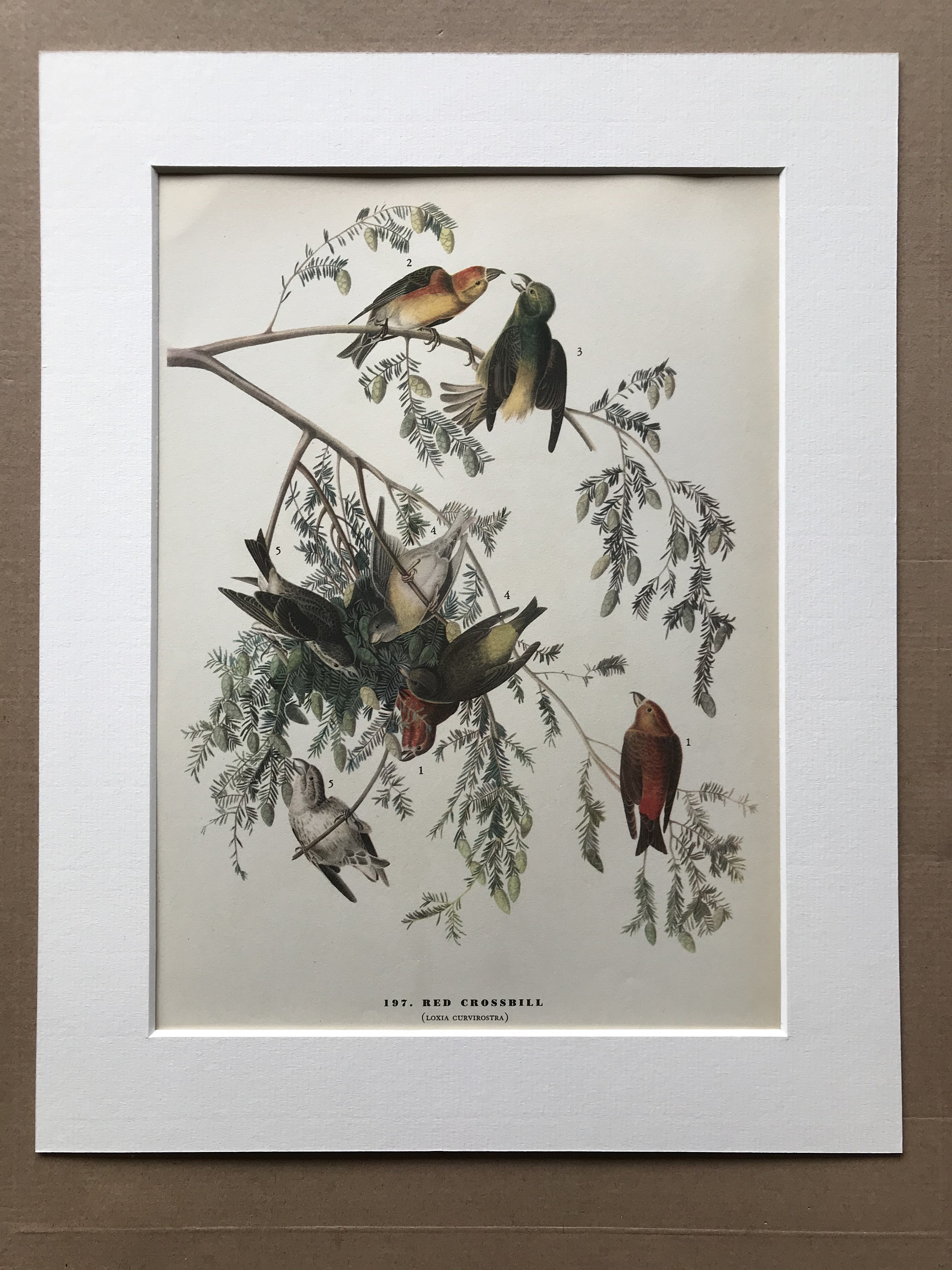 1937 Red Crossbill Original Vintage Audubon Print - Mounted and Matted ...