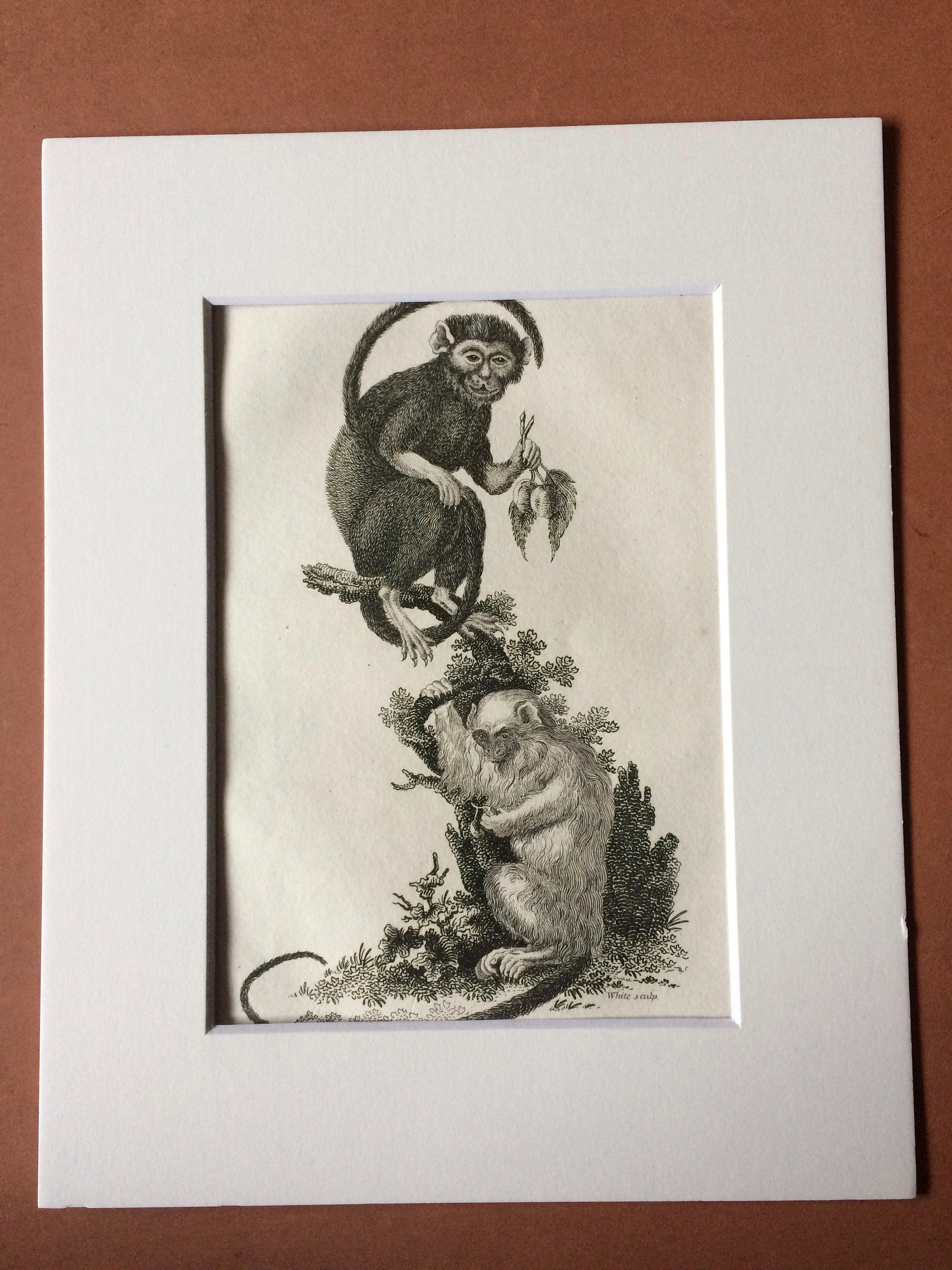 1800 Great Eared Monkey and Fair Monkey Original Antique Engraving ...