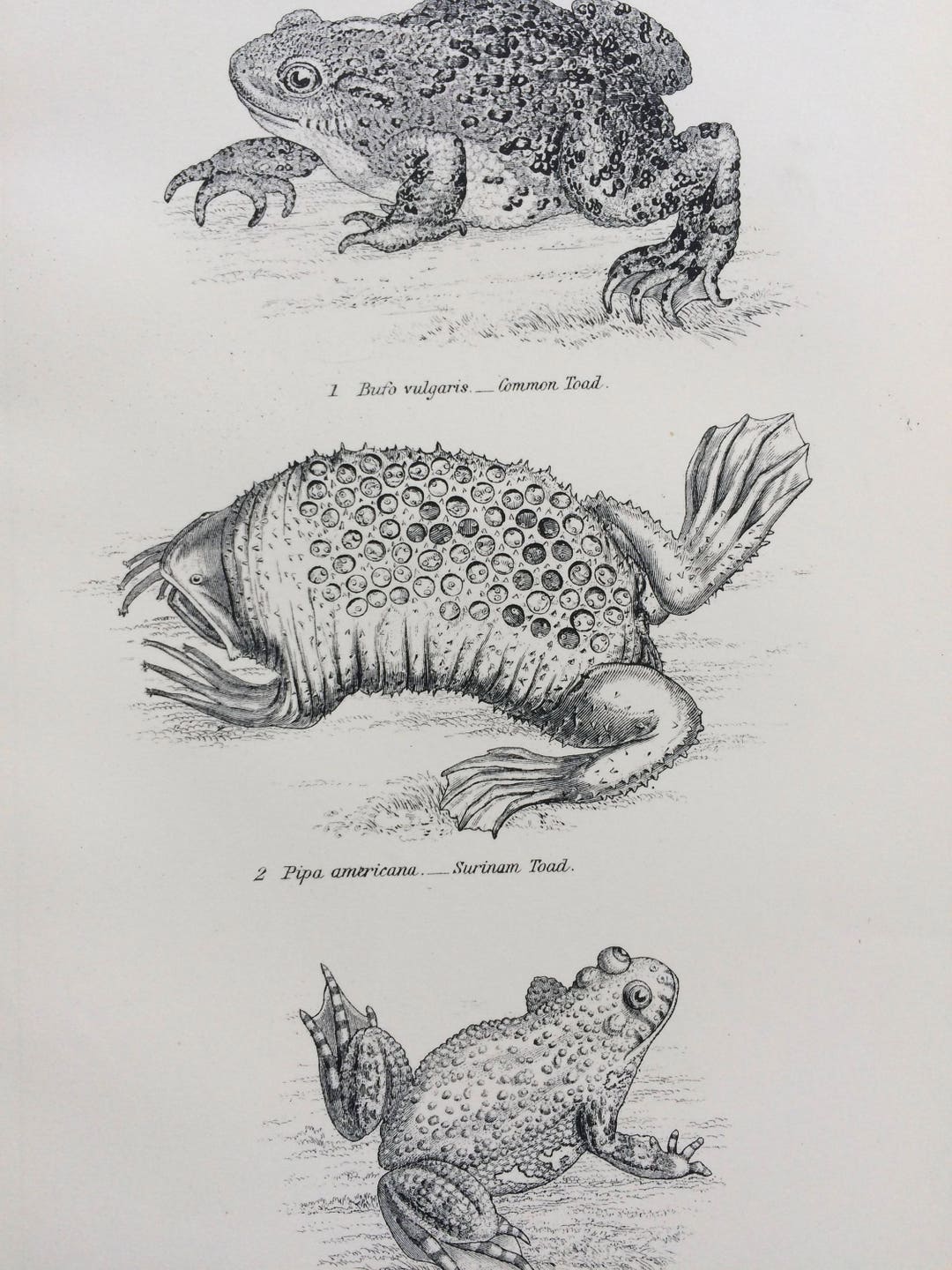 1891 Toads Original Antique Engraved Encyclopaedia Illustration Fire ...