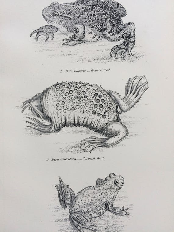 1891 Toads Original Antique Engraved Encyclopaedia - Etsy