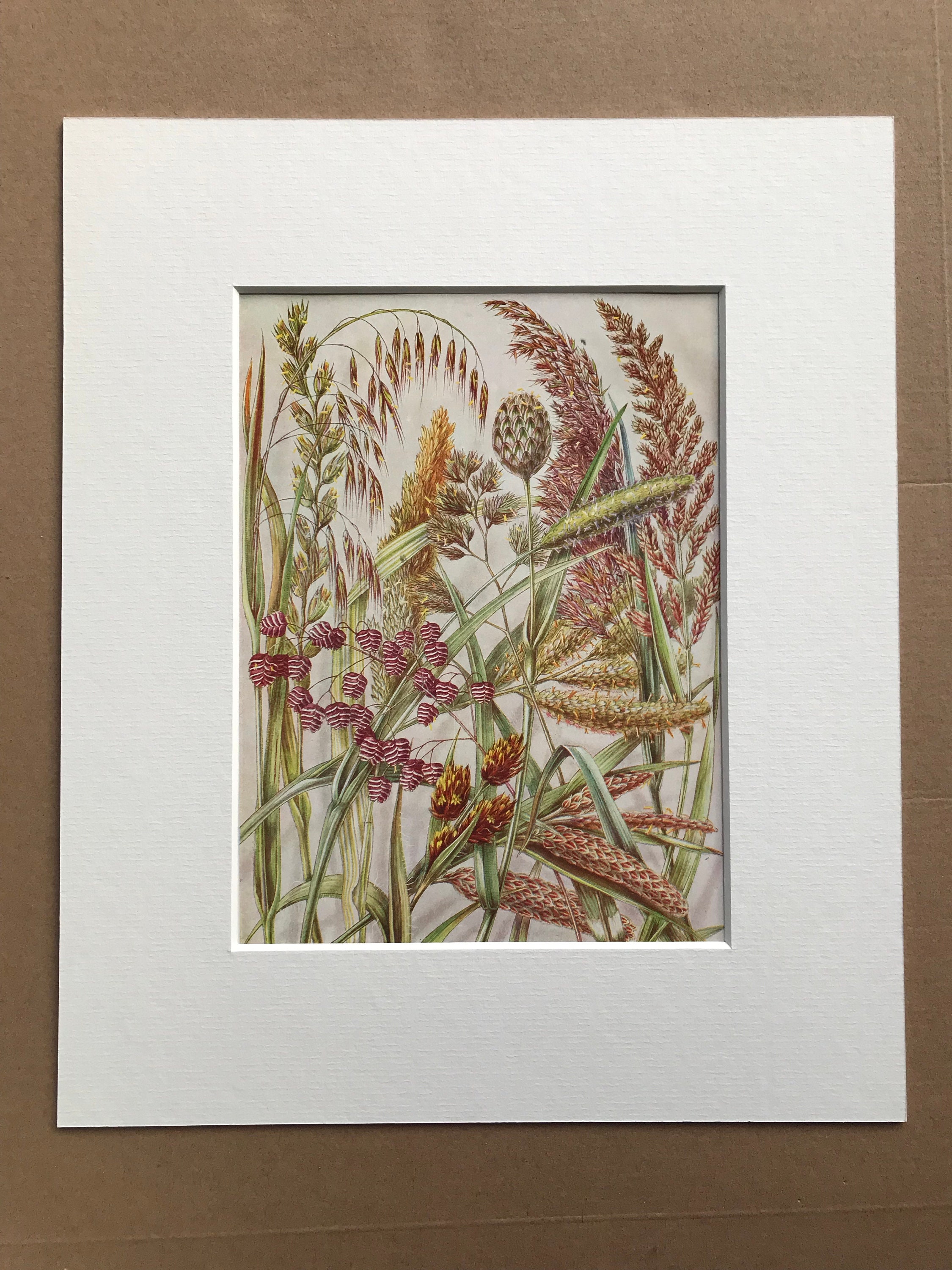 1940s British Grasses and Sedges Original Vintage Print - Mounted and ...