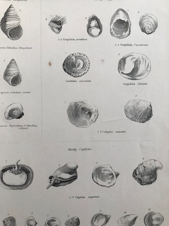 Prints Etchings & Engravings Mollusc Sea Shell 1862 Mollusca Original ...