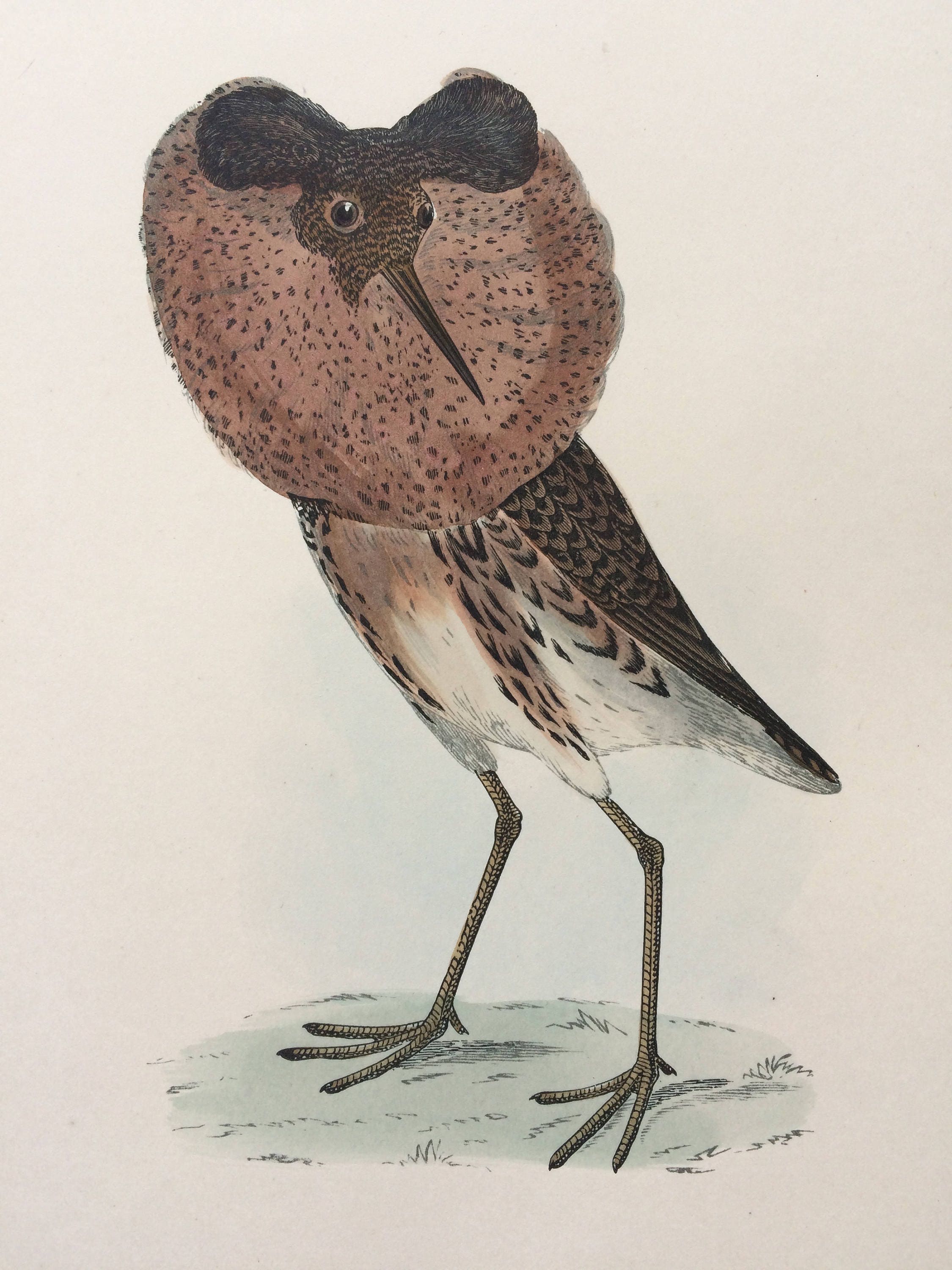 1903 Ruff Original Antique Matted Hand-Coloured Engraving - Ornithology ...