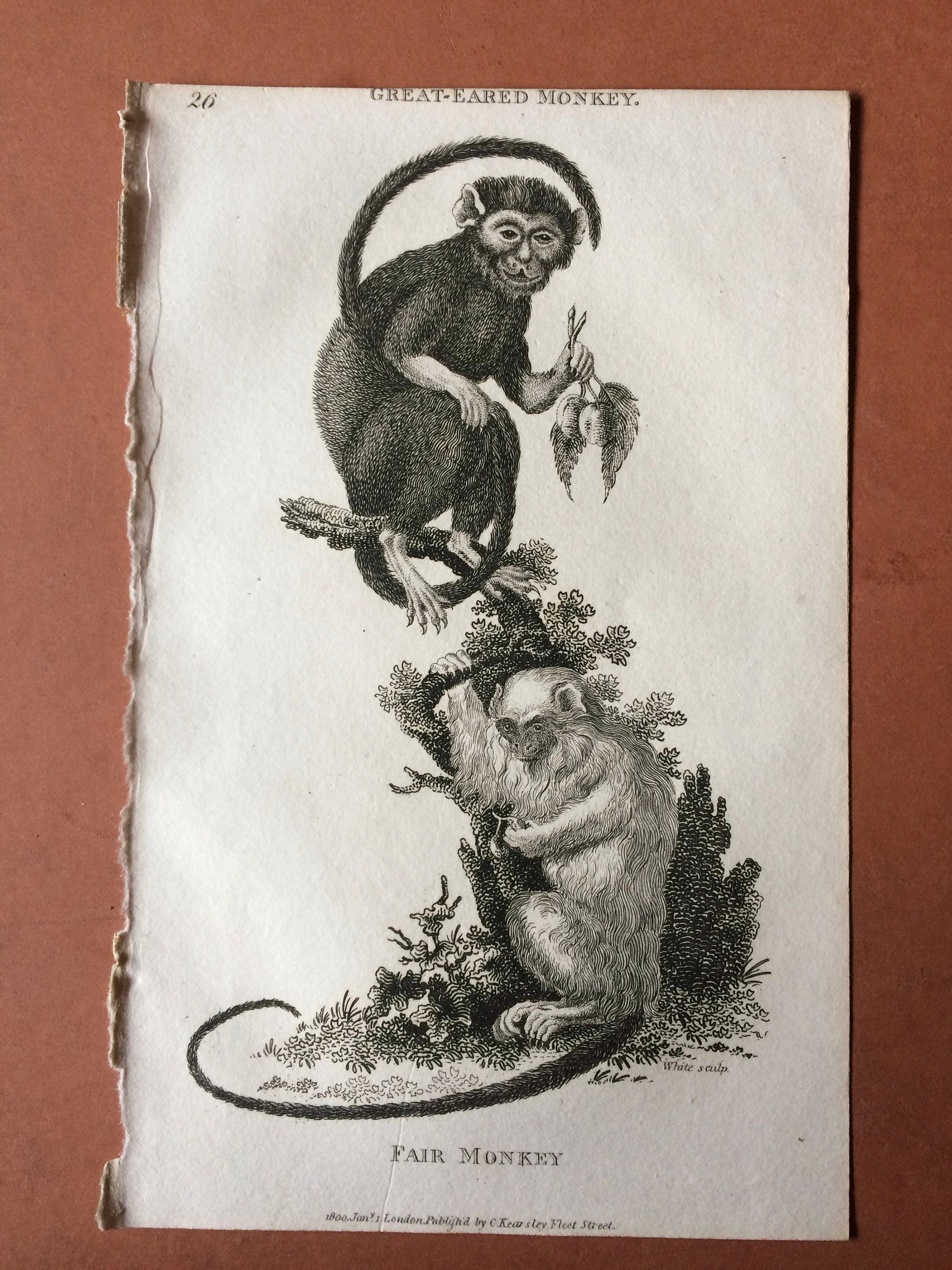 1800 Great Eared Monkey and Fair Monkey Original Antique Engraving ...