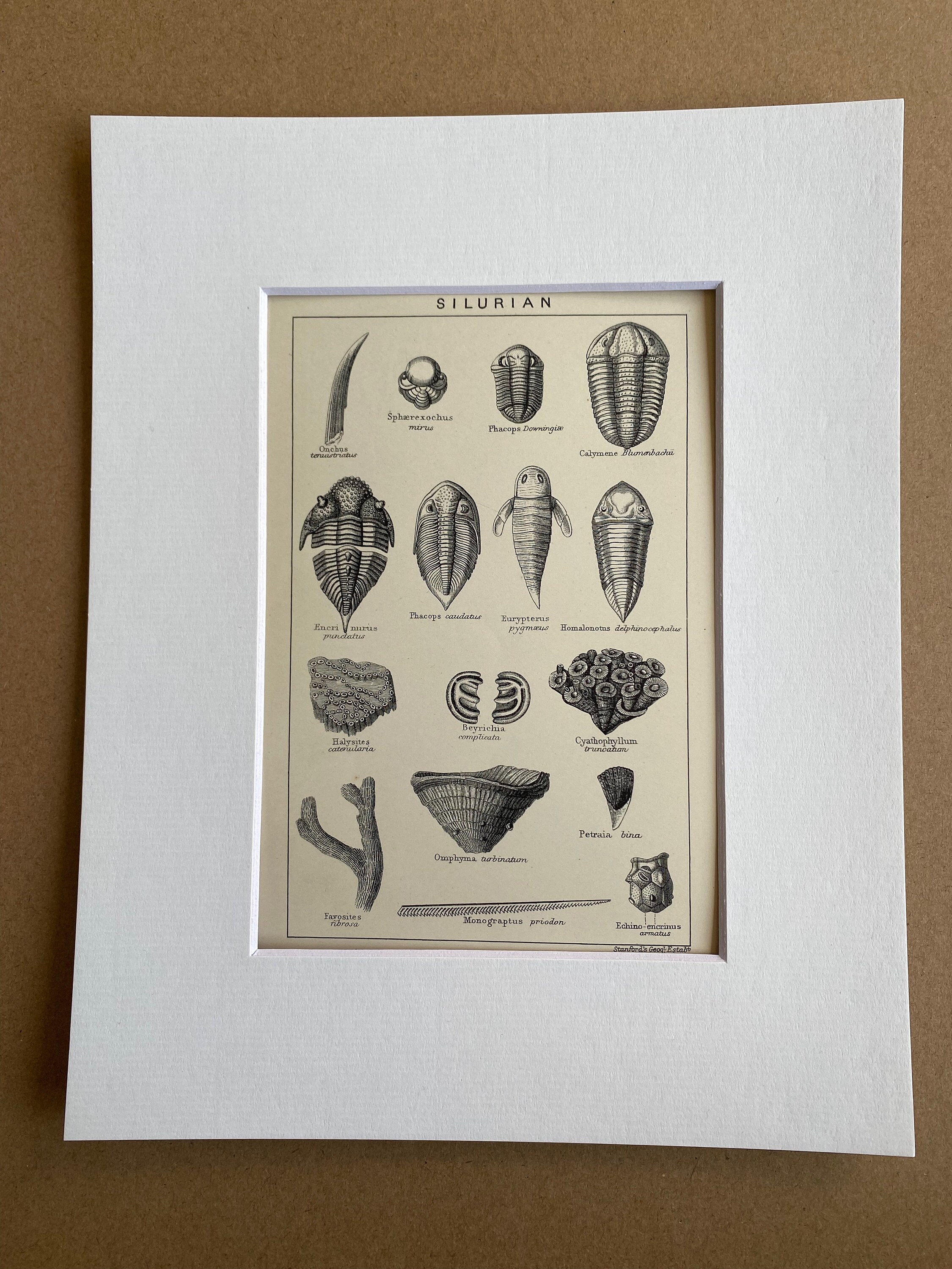 1913 Silurian Fossils - Llandovery, Wenlock & Ludlow Series Original ...