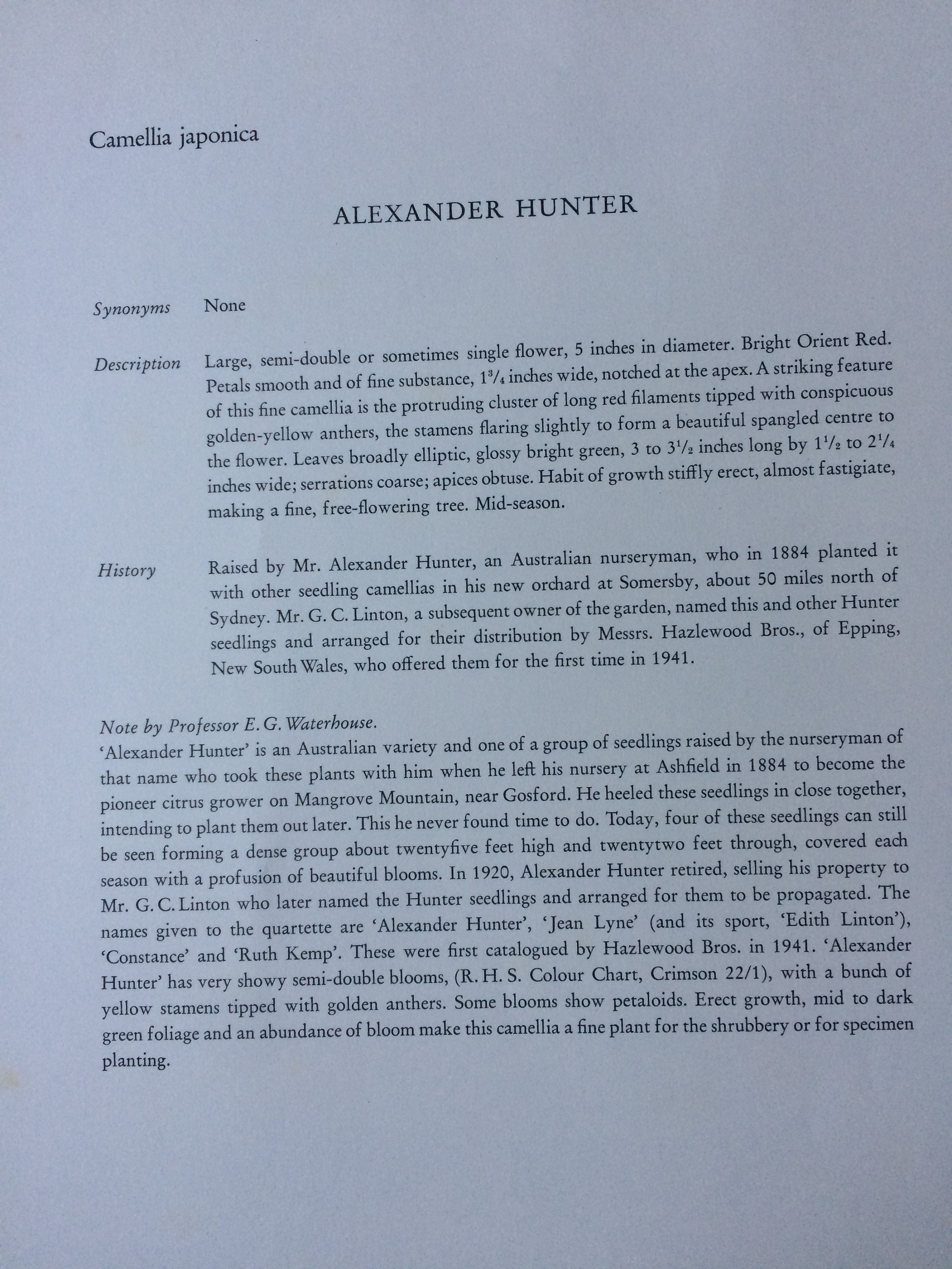 1956 Camellia Japonica 'Alexander Hunter' original vintage print - Paul ...