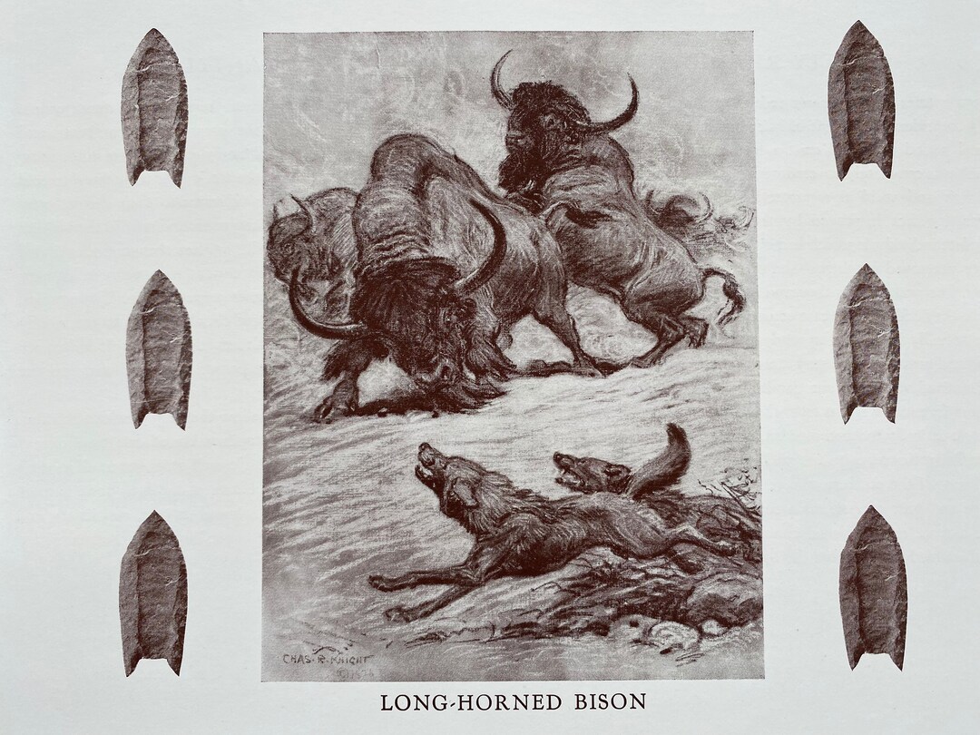 1935 Long-horned Bison Original Antique Print - Prehistoric Era ...