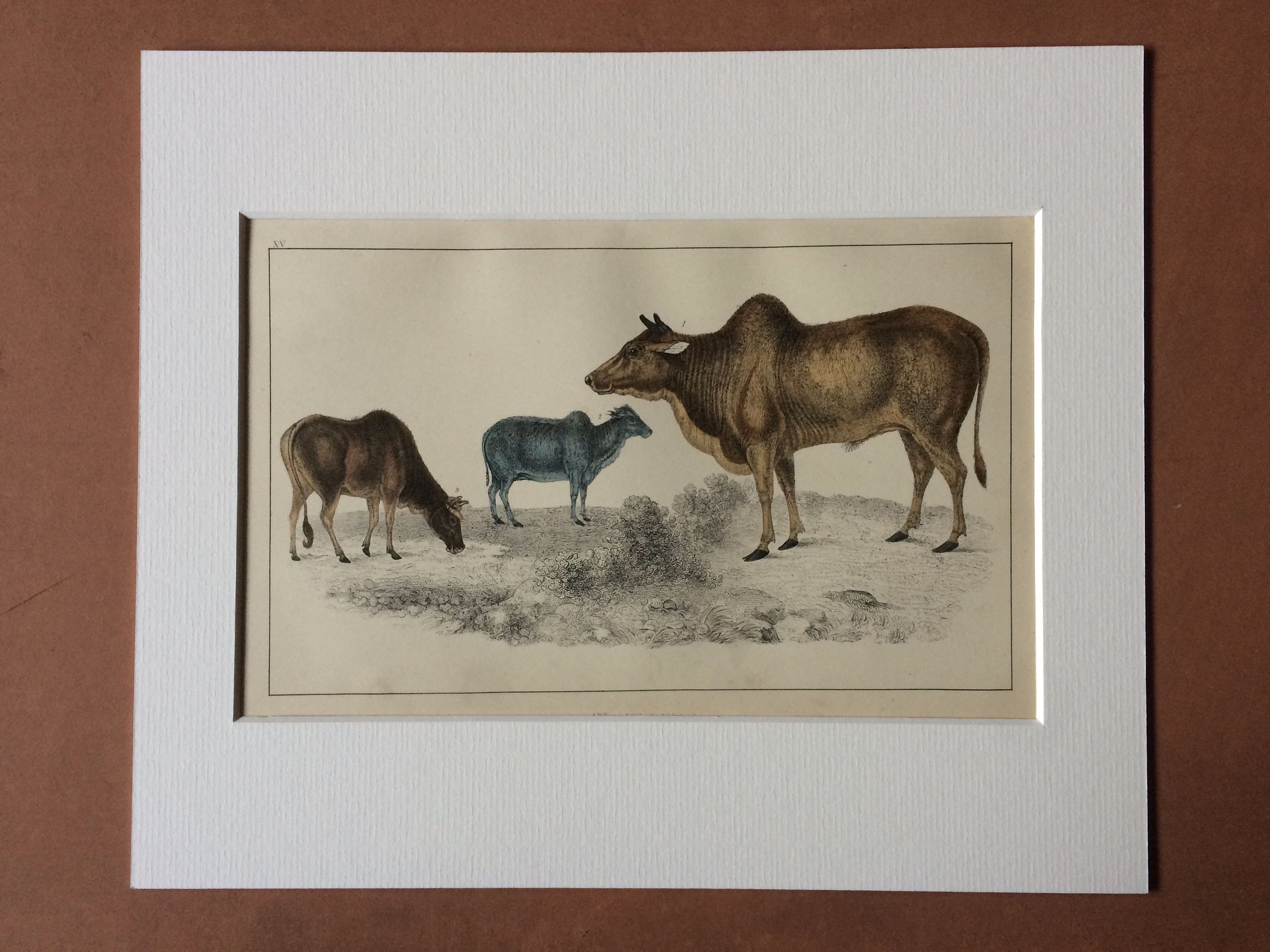 1852 Original Antique Hand-Coloured Engraving Common Zebu | Etsy