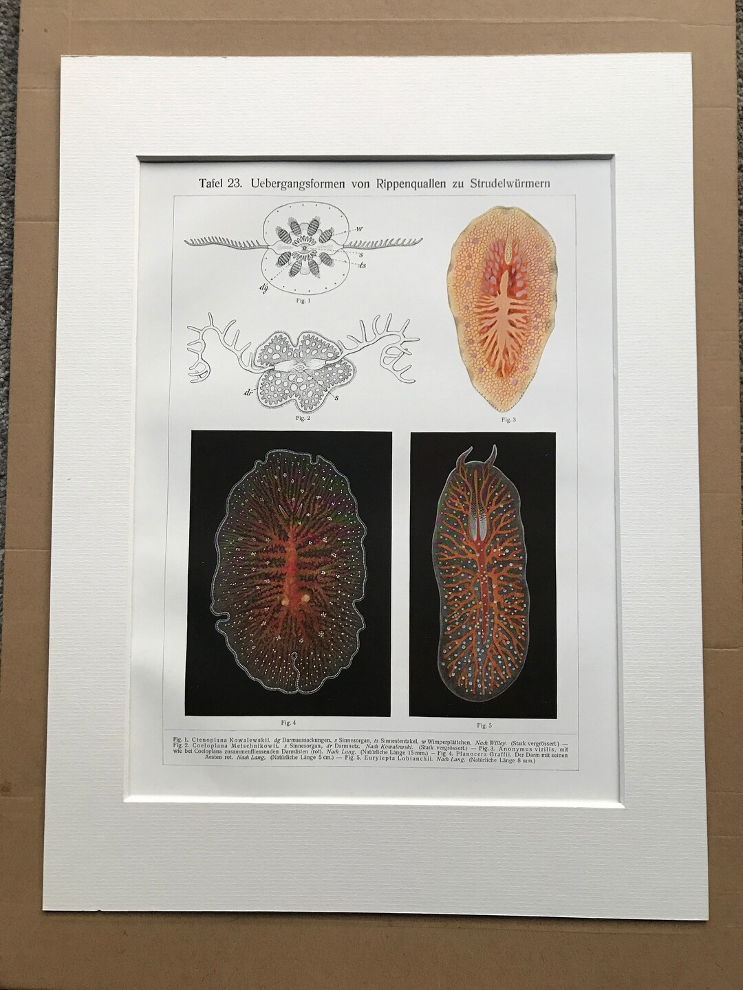 1909 Transitional Forms From Rib Jellyfish to Strudel Worms - Etsy